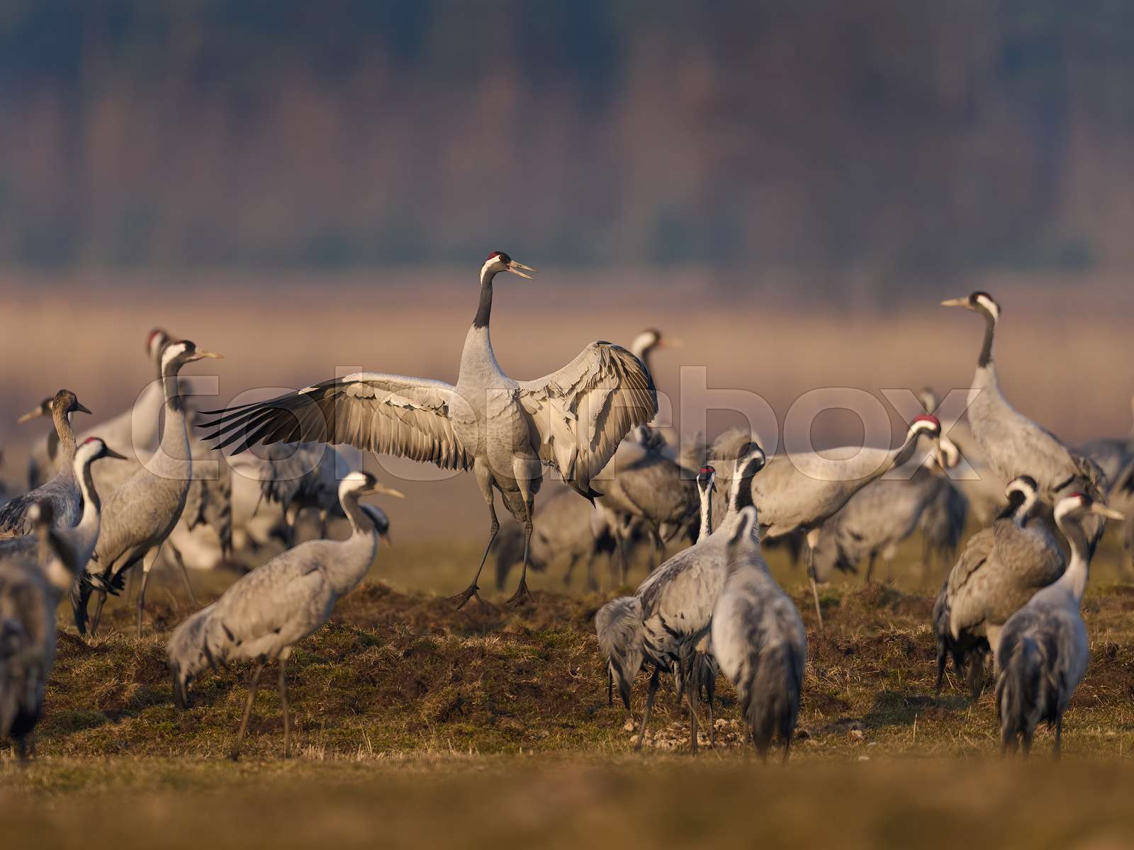 Common crane (Grus grus) | Stock image | Colourbox