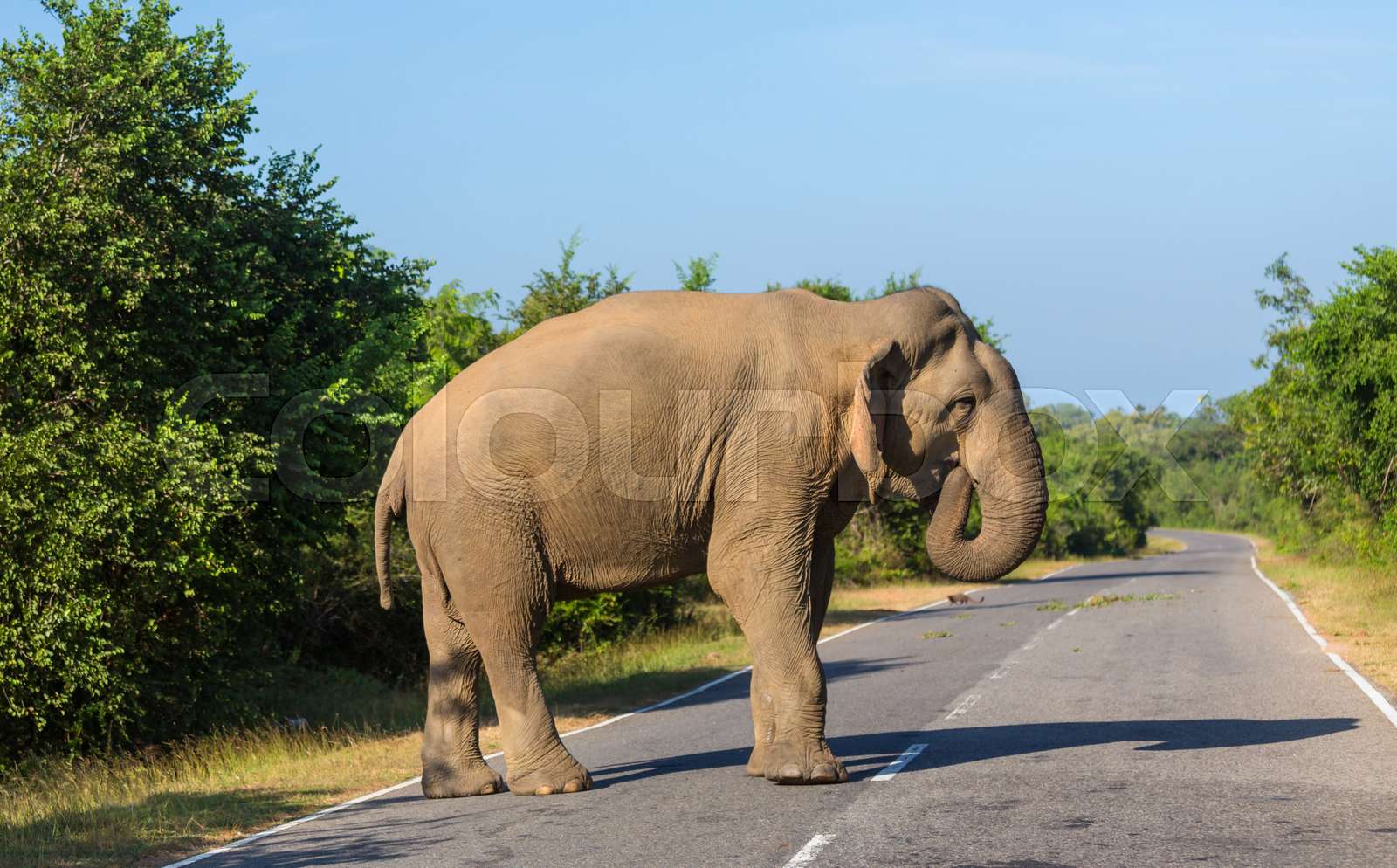 Elephant on road | Stock image | Colourbox
