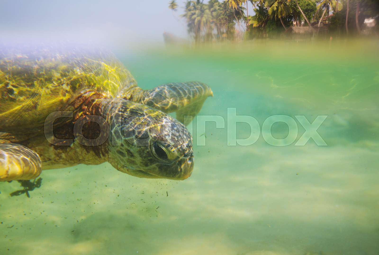 Turtle | Stock image | Colourbox