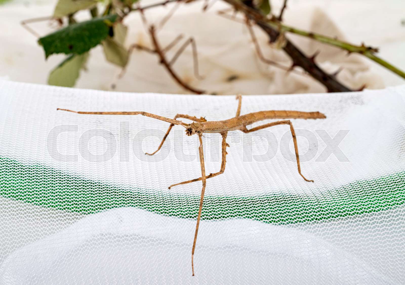 stick insect in studio | Stock image | Colourbox