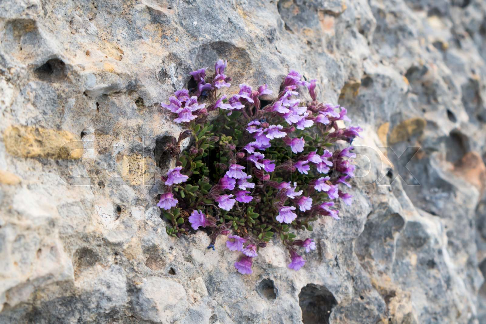 Violet flowers grow in rock | Stock image | Colourbox