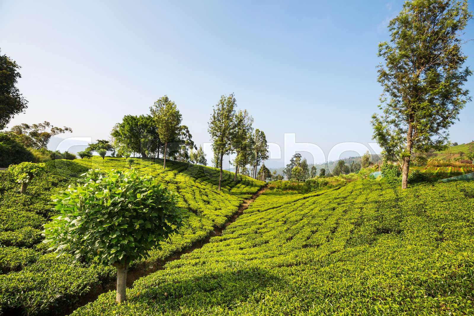 Tea plantation | Stock image | Colourbox