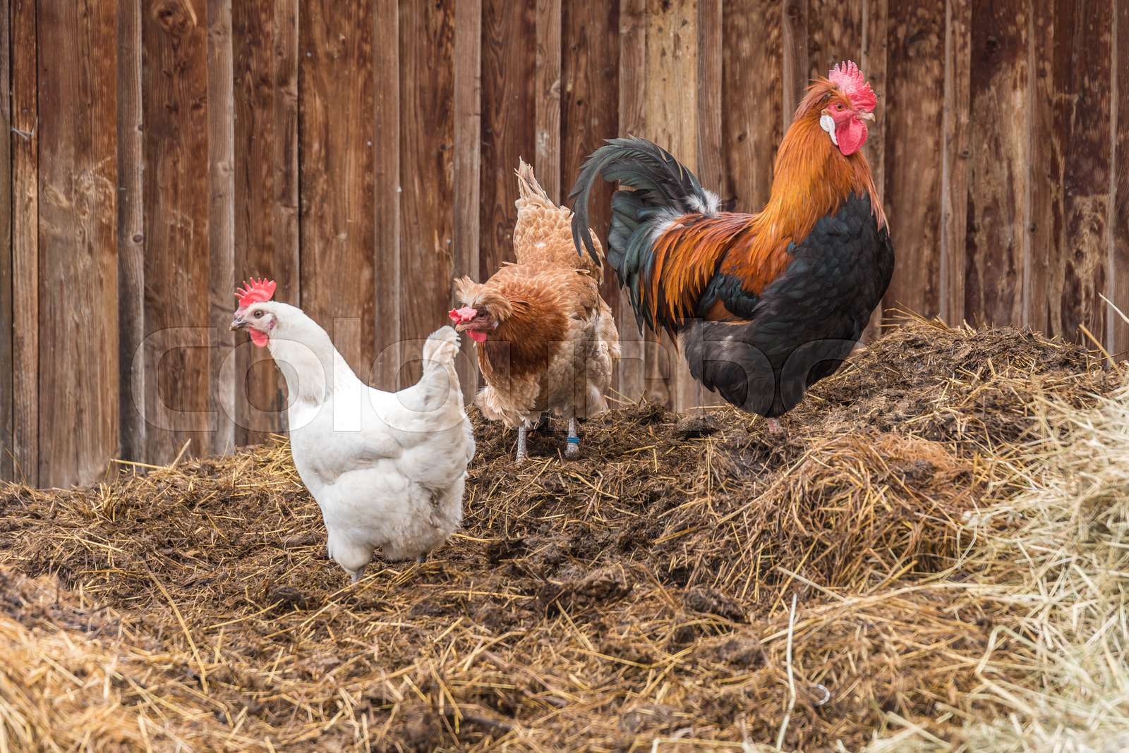 glückliche Hühner und Hahn am Mist | Stock Bild | Colourbox