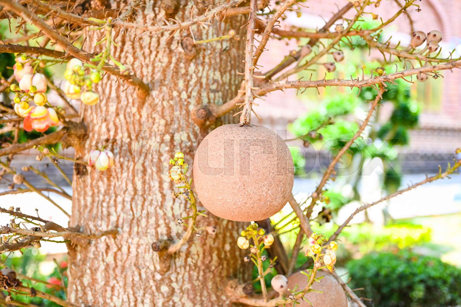 Cannonball fruit on the cannonball tree with flower, Shorea robusta ...