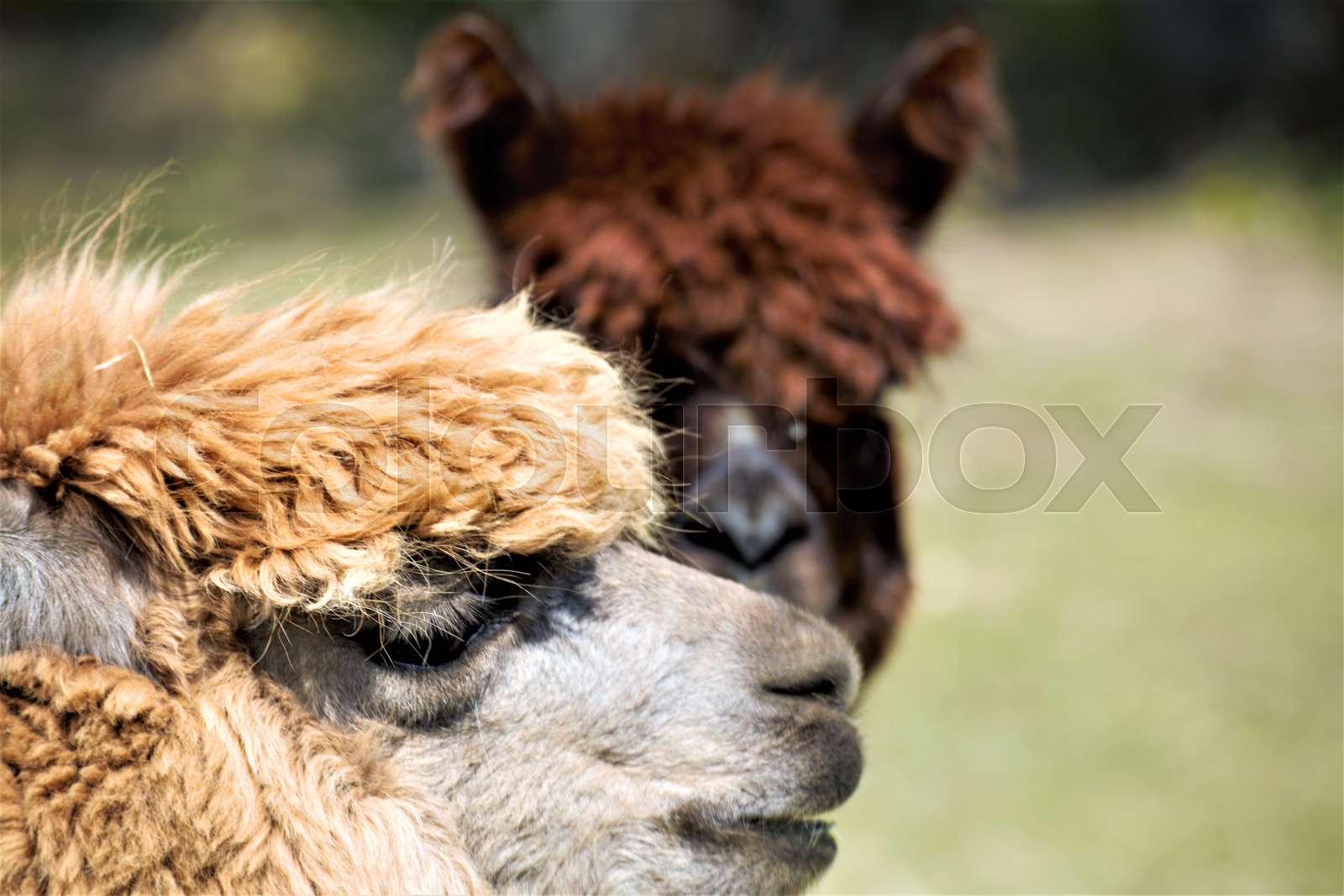 close up of a alpaca | Stock image | Colourbox