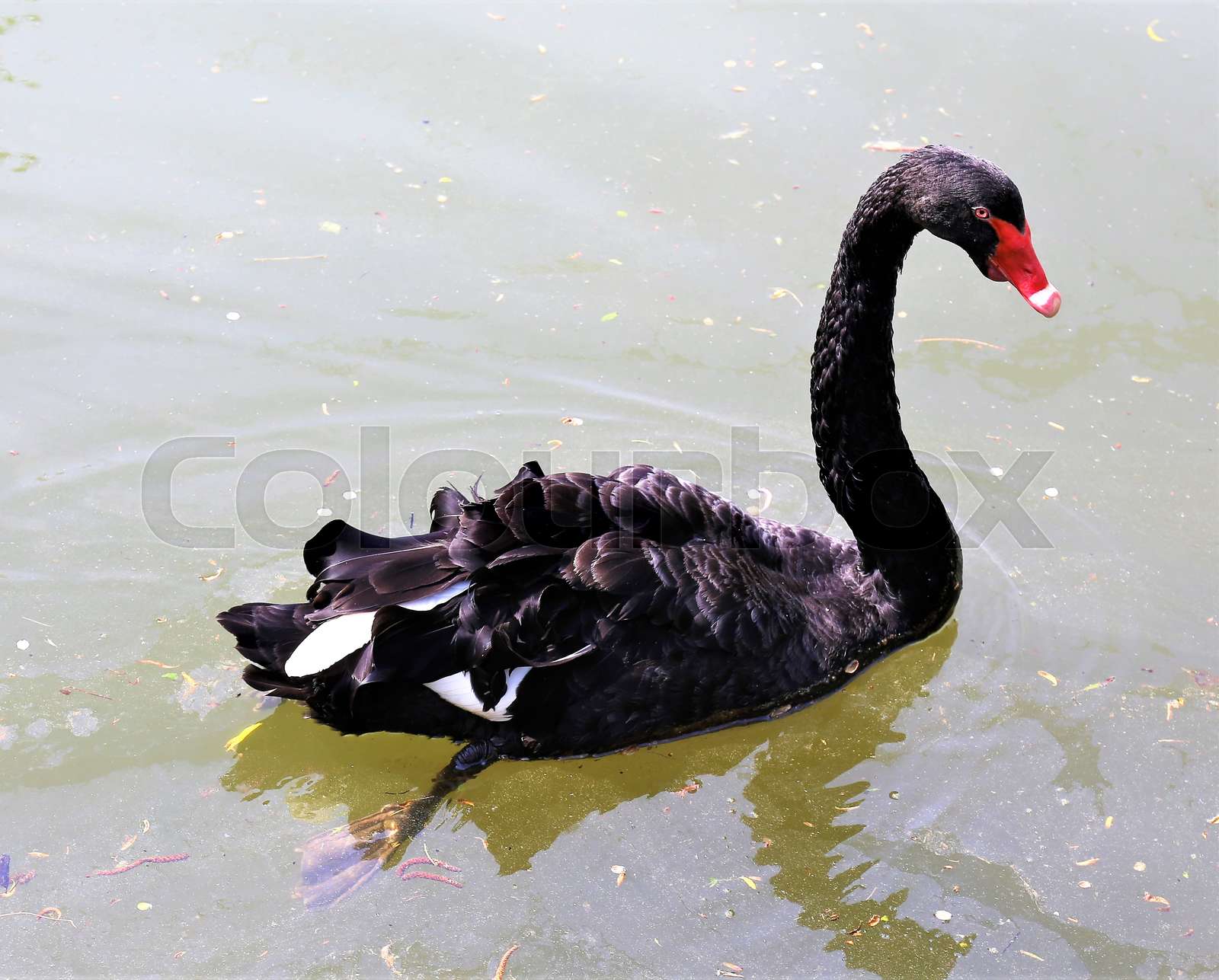 schwan, federn, edel | Stock Bild | Colourbox