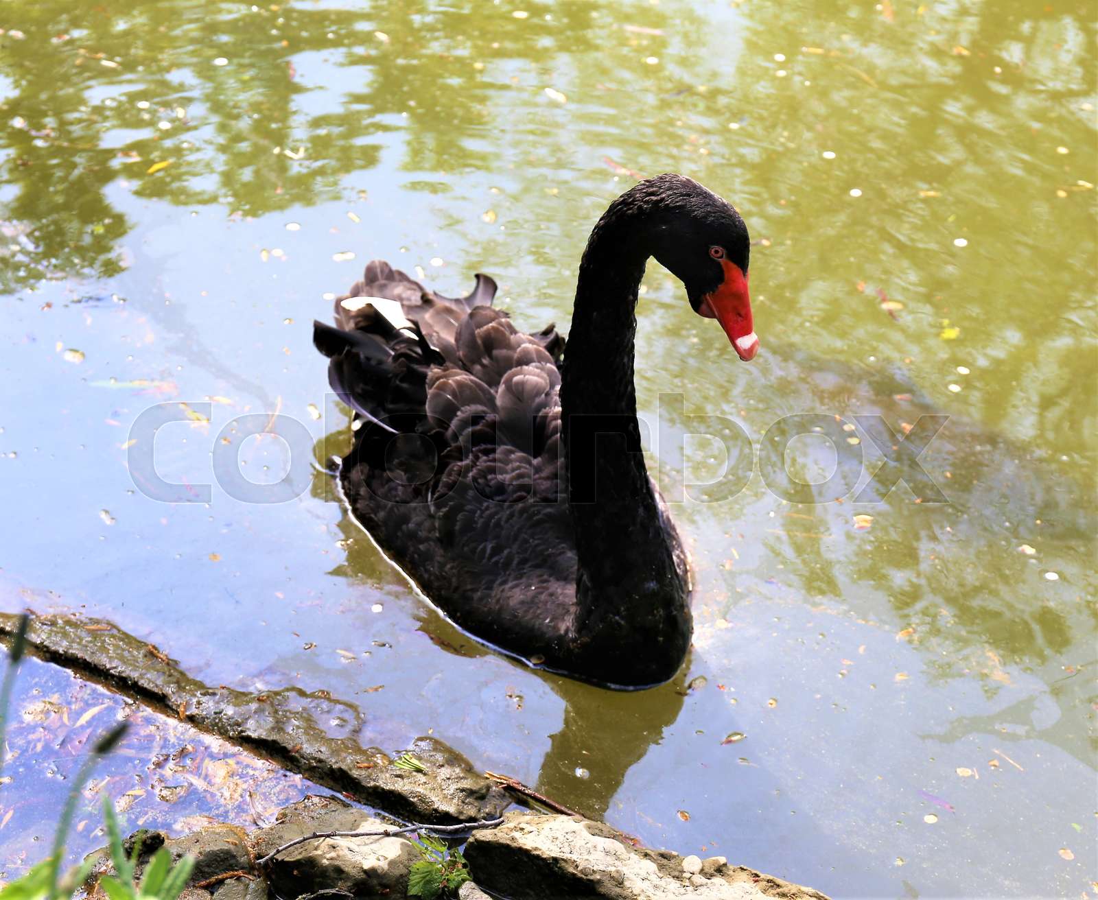 schwan, federn, edel | Stock Bild | Colourbox