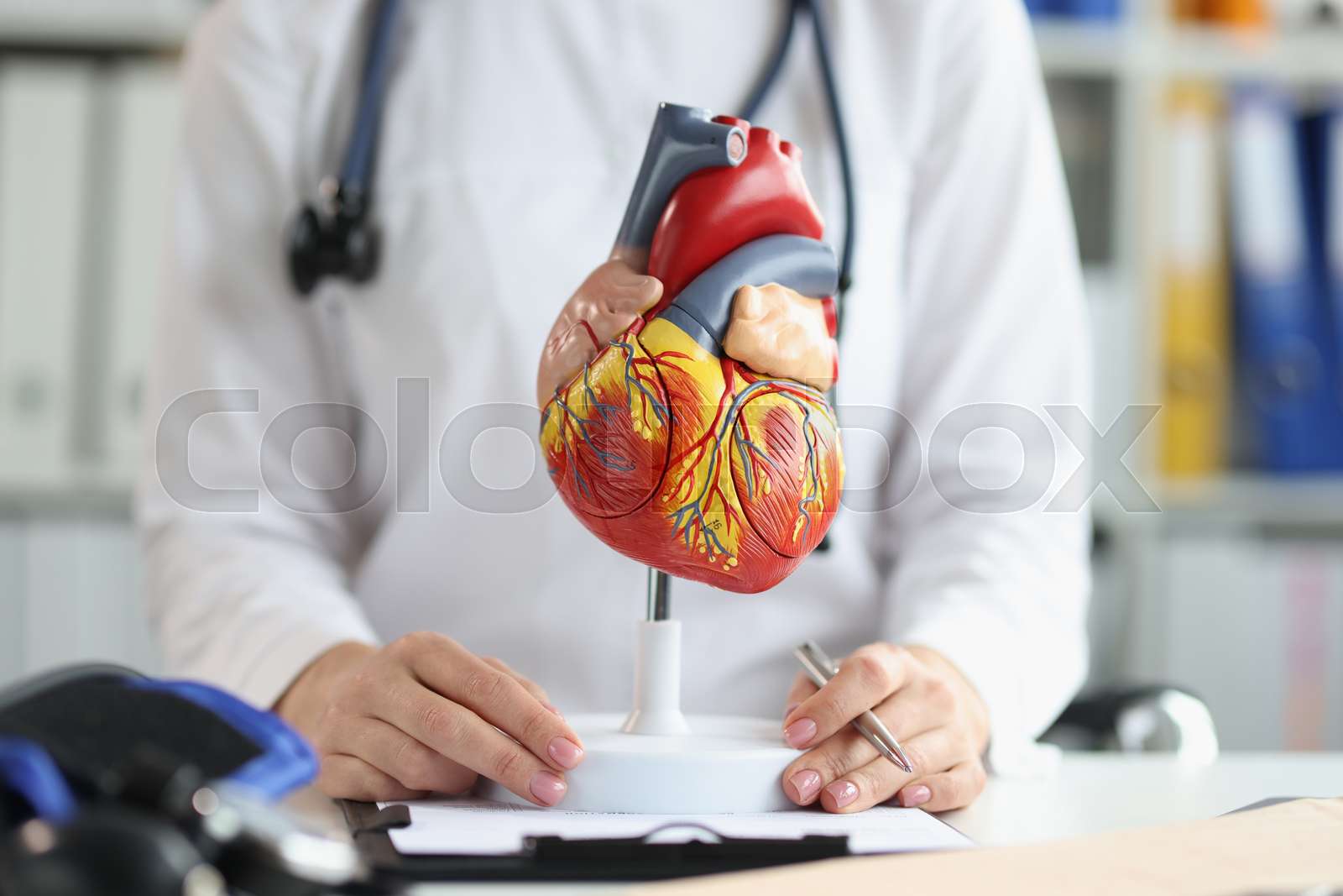 Plastic heart model in hospital, check up your heart, professional ...