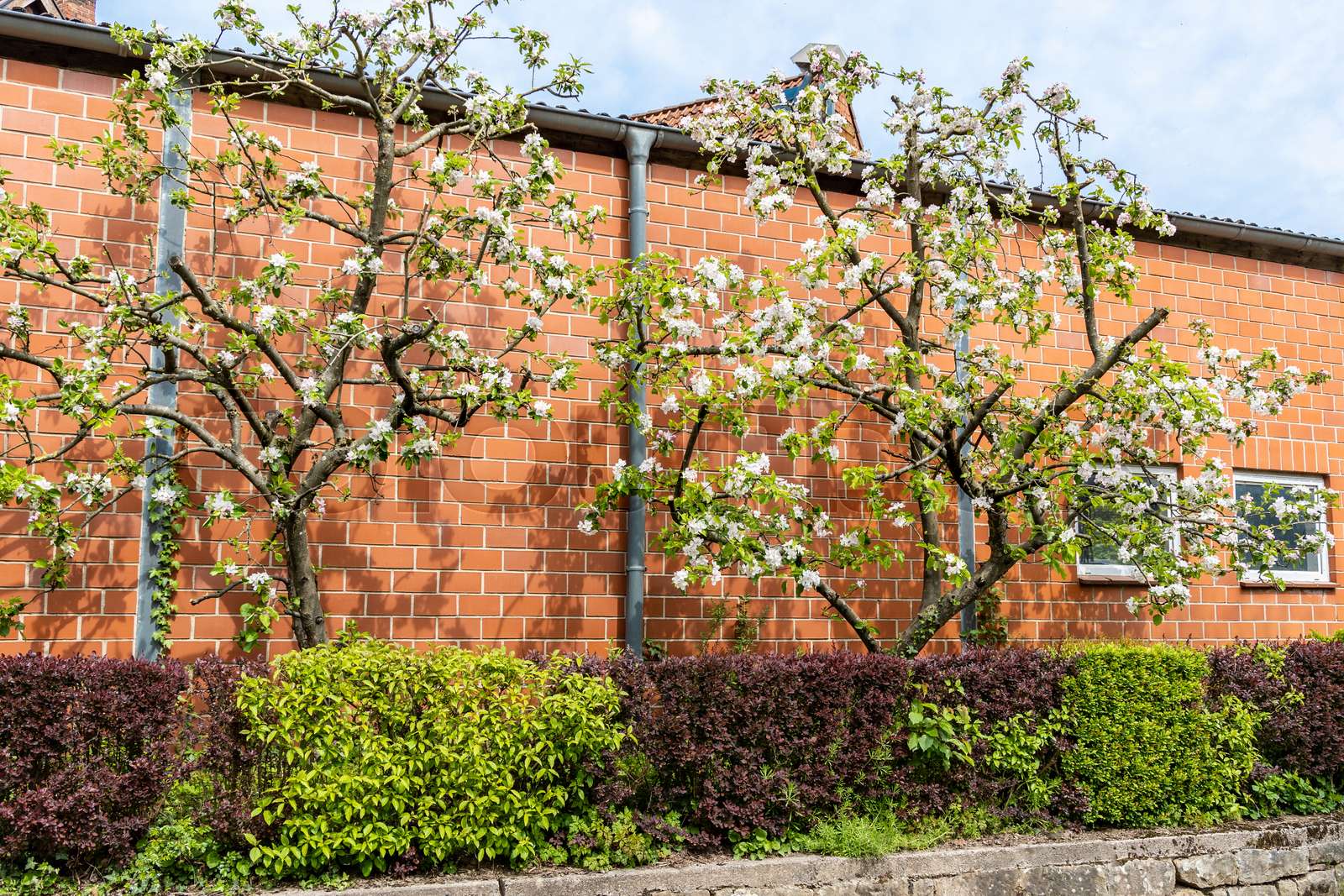 Apple trees bloom near the brick wall | Stock image | Colourbox