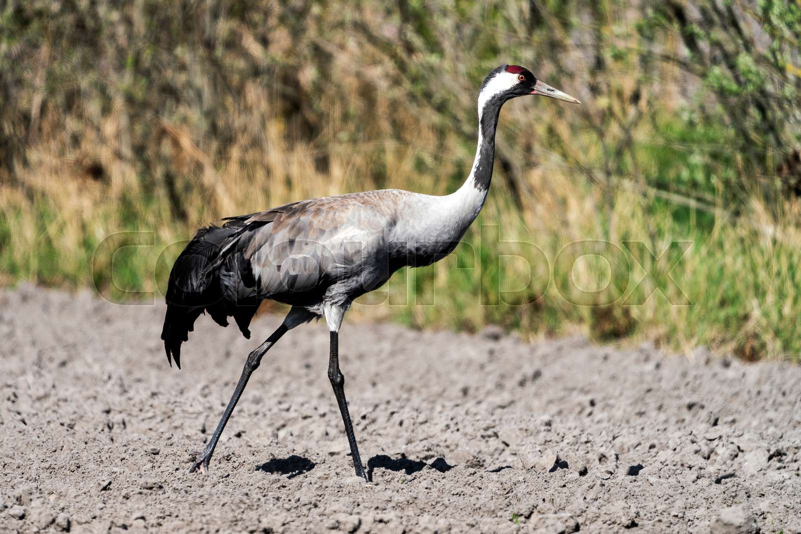 trane, bird, feathers | Stock image | Colourbox