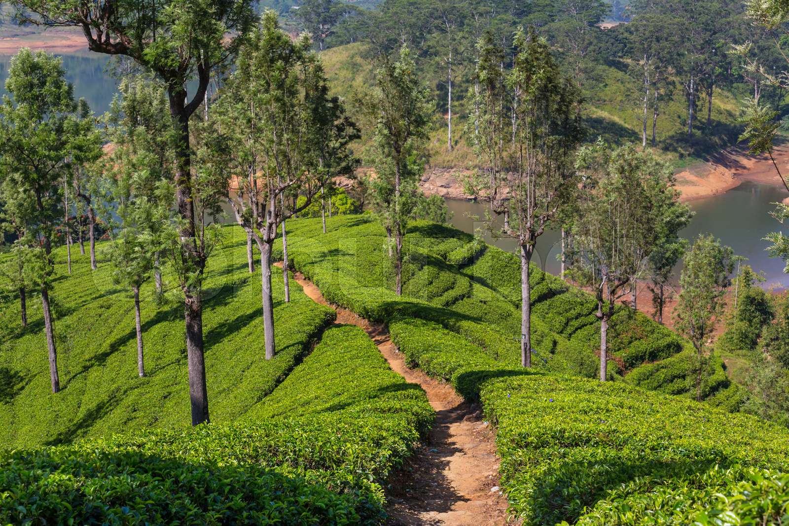 Tea plantation | Stock image | Colourbox