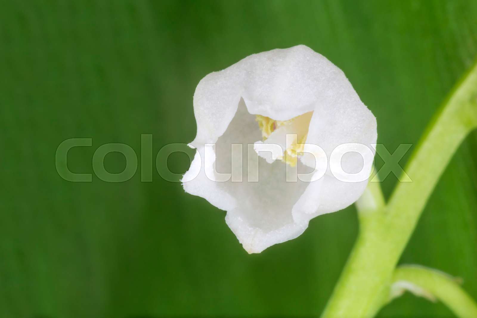 close up of white lily of the valley flower | Stock image | Colourbox