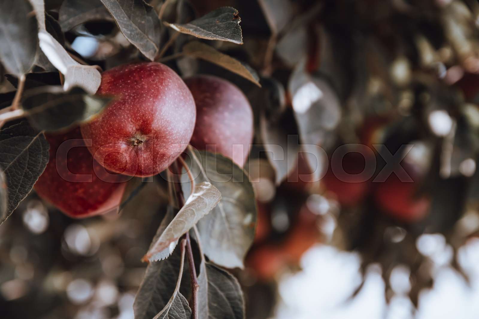 Red Apples on the Tree | Stock image | Colourbox