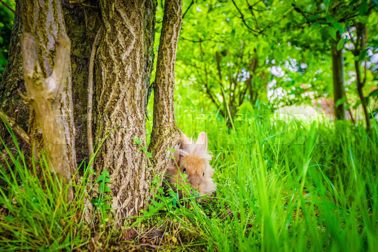 Rabbit hiding in tall green grass | Stock image | Colourbox