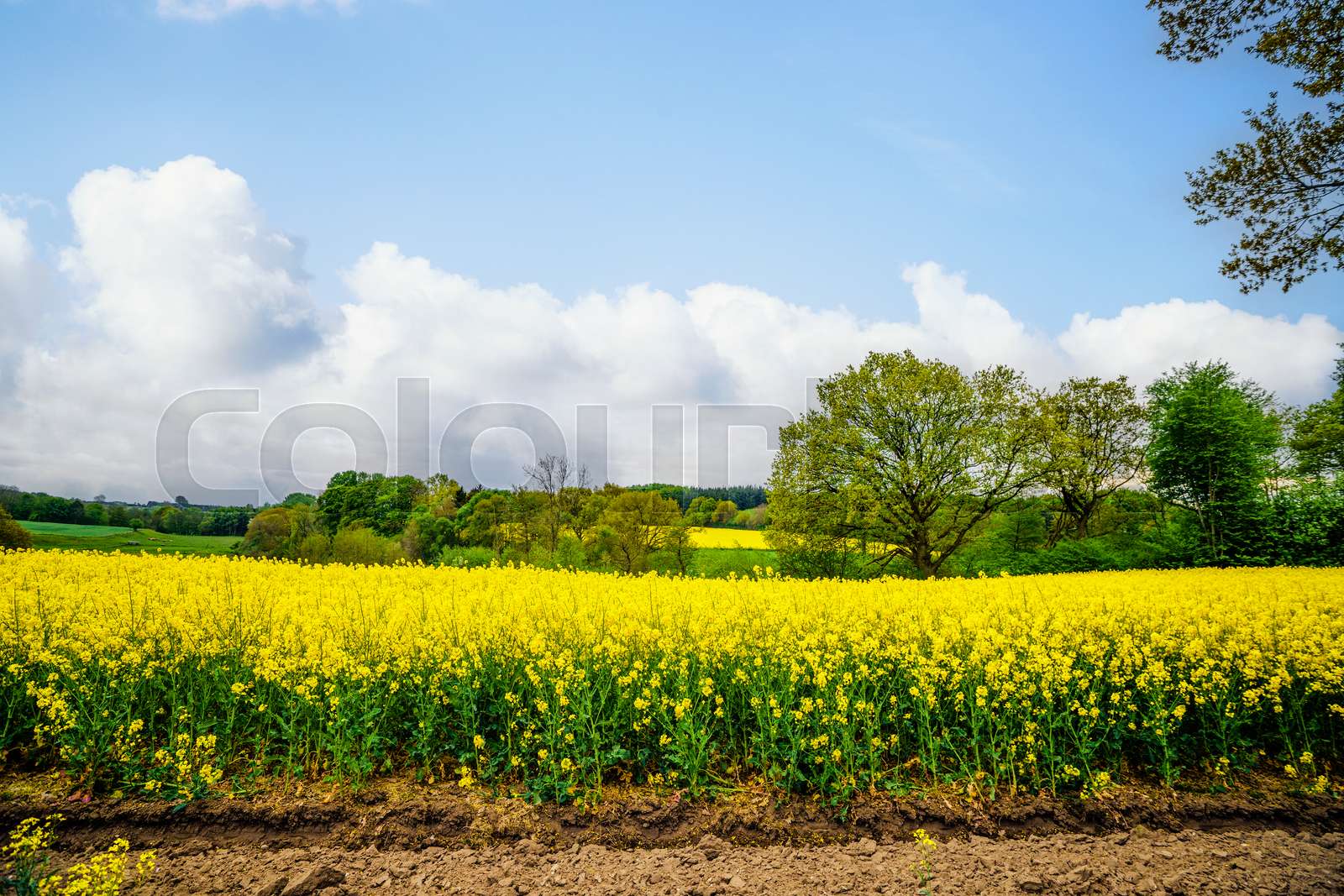 Yellow rapeseed fields in a rural countryside landscape | Stock image ...