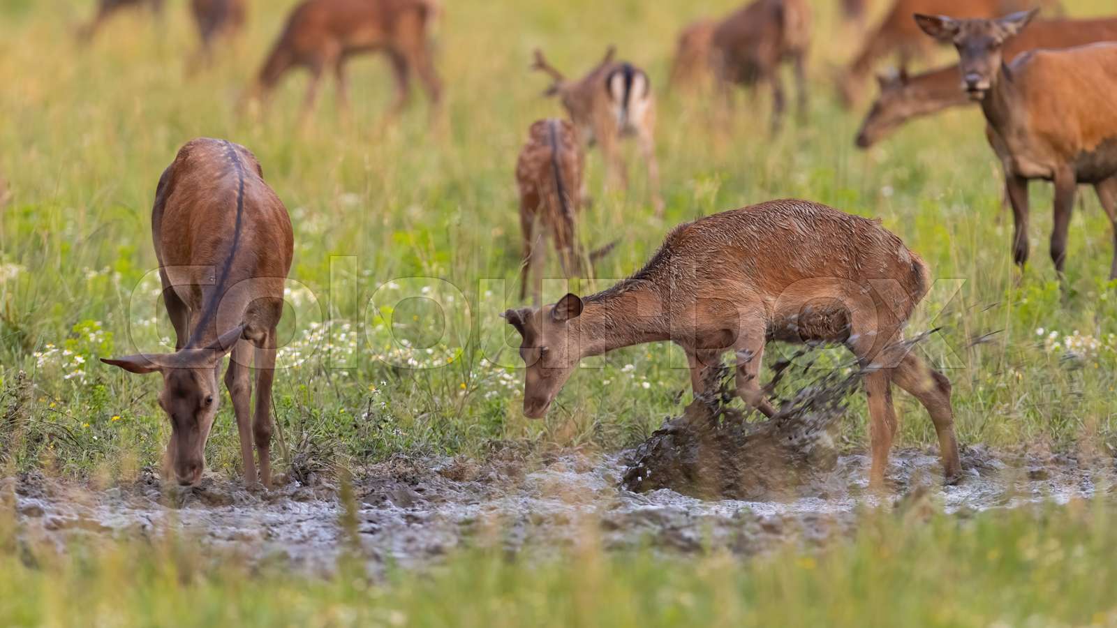 Playful red deer splashing mud with a hoof in hot summer. | Stock image ...