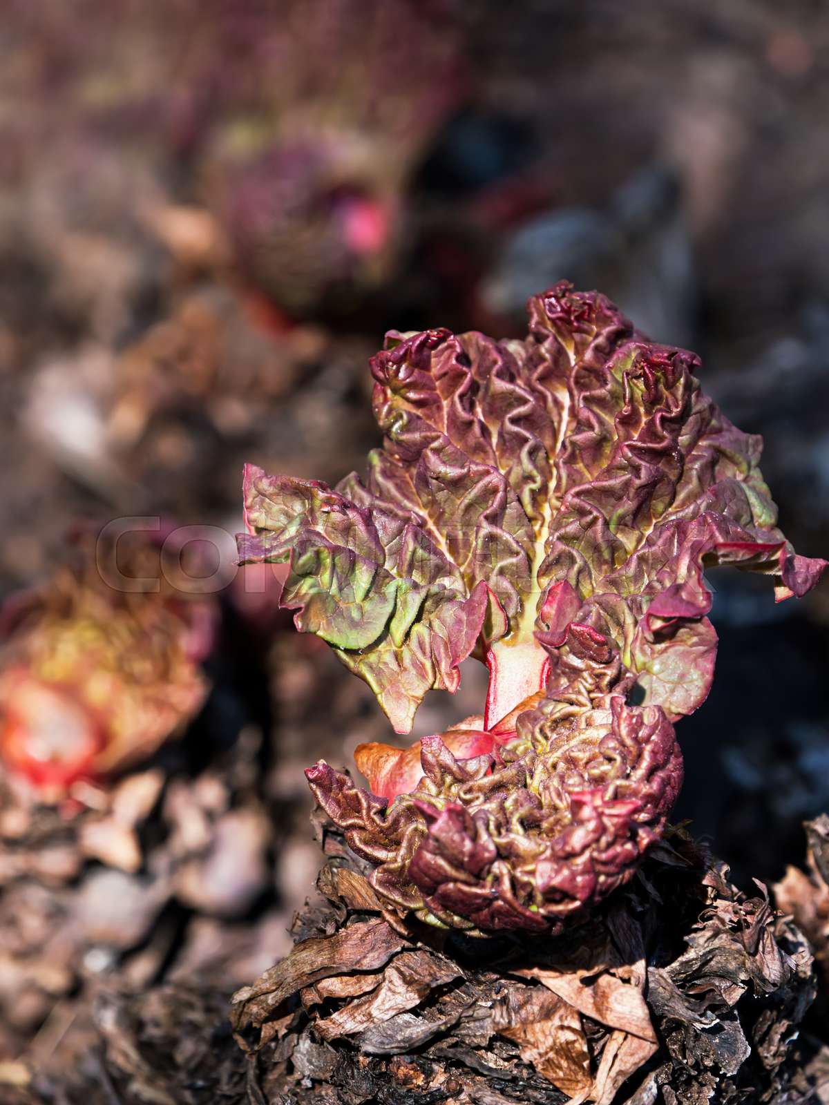 Small fresh rhubarb | Stock image | Colourbox
