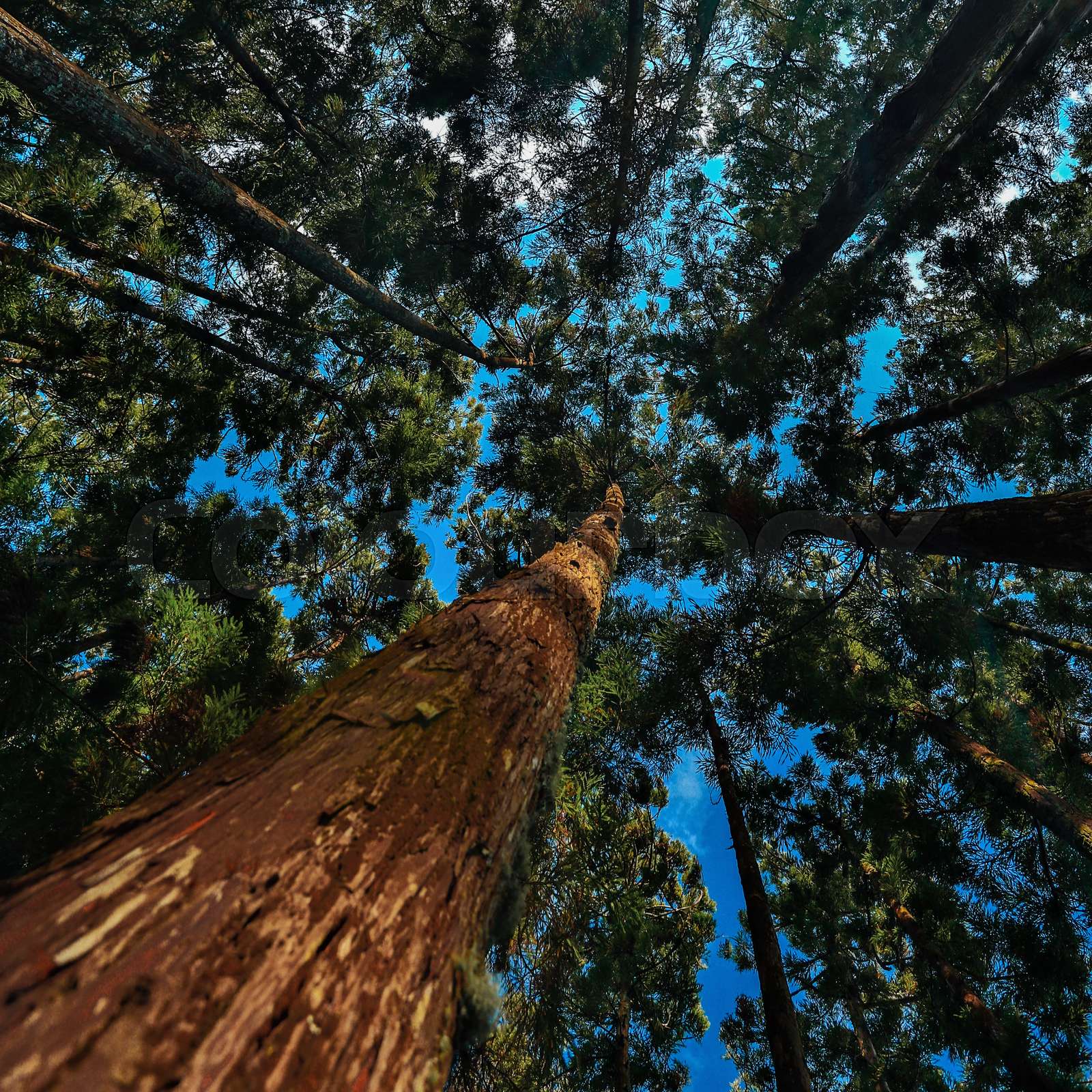Beautiful forest landscape | Stock image | Colourbox