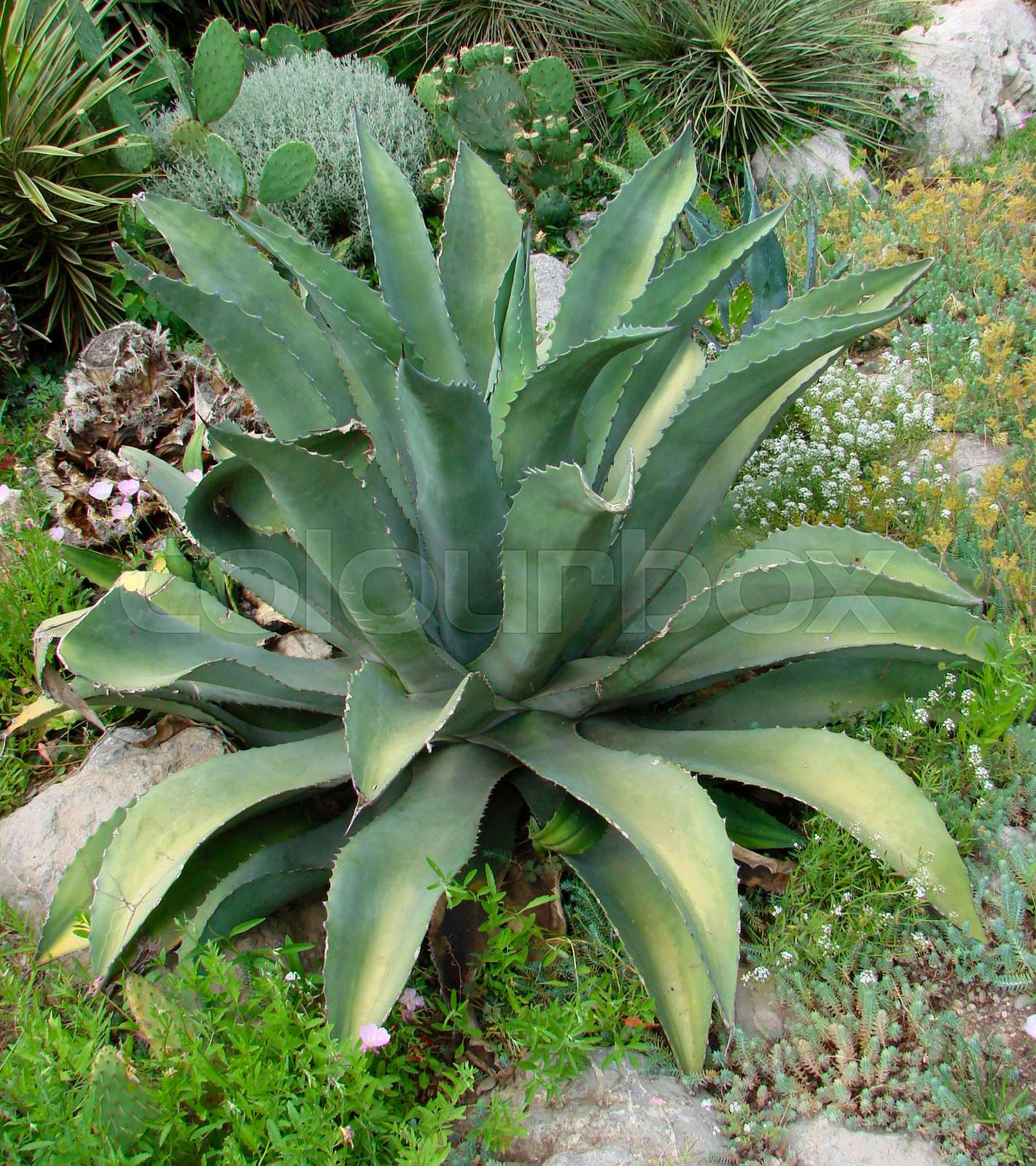 exotic plant agave.The beautiful blue-green of an agave cactus | Stock ...