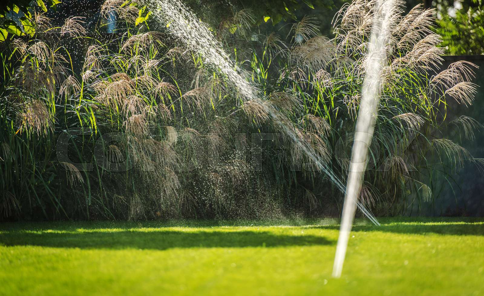 Residential Backyard Garden Sprinklers Irrigation System | Stock image ...