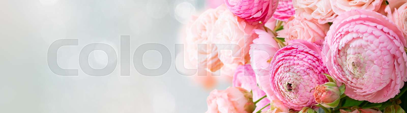 fresh rose flowers | Stock image | Colourbox