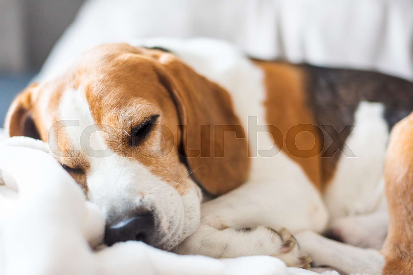 Beagle Puppy Sleeping