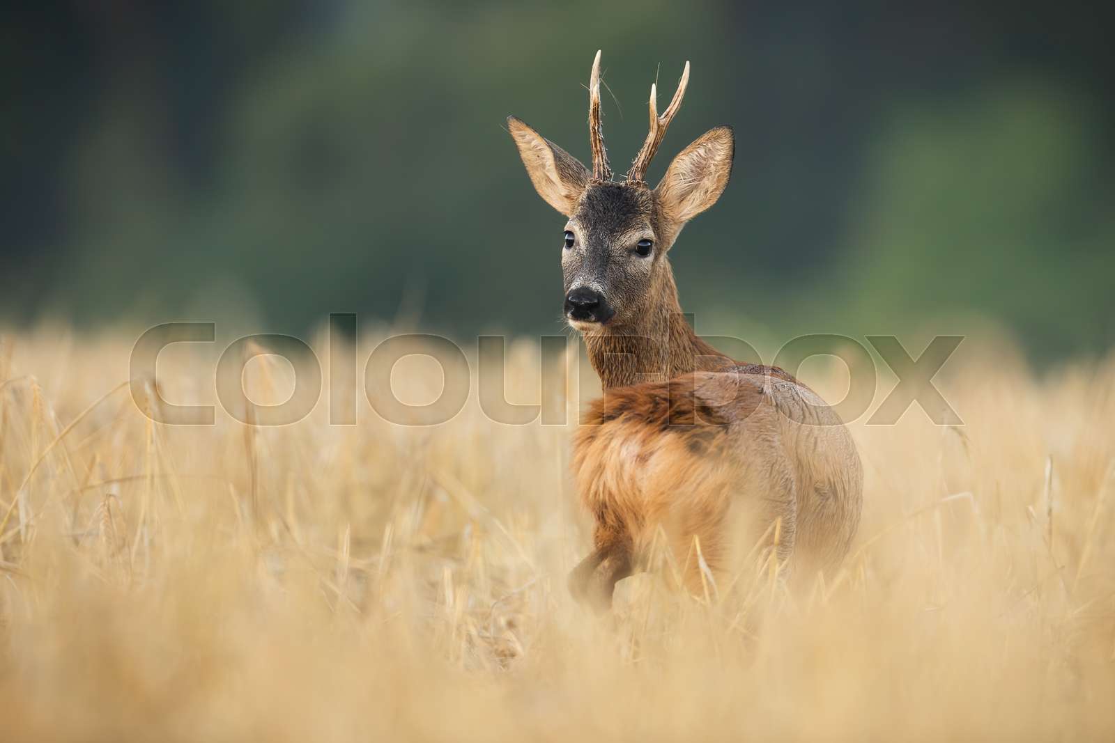 Roe deer buck standing in a dry yellow grain field looking back | Stock ...