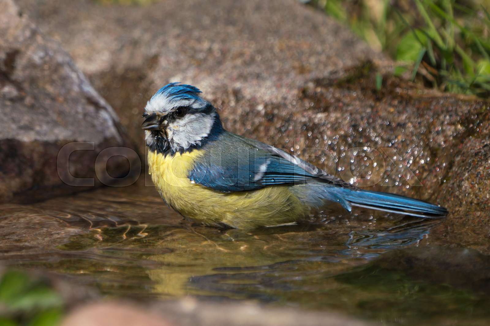 Blue Tit Bird In The Bath Stock Image Colourbox