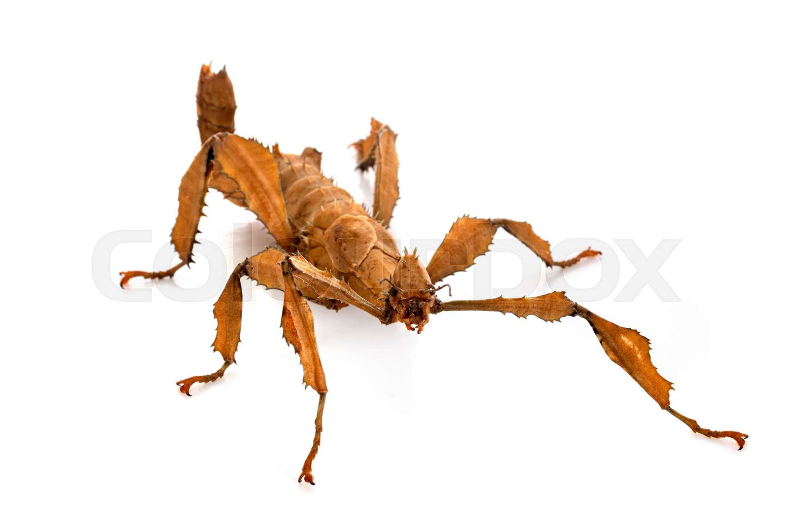 stick insect in studio | Stock image | Colourbox