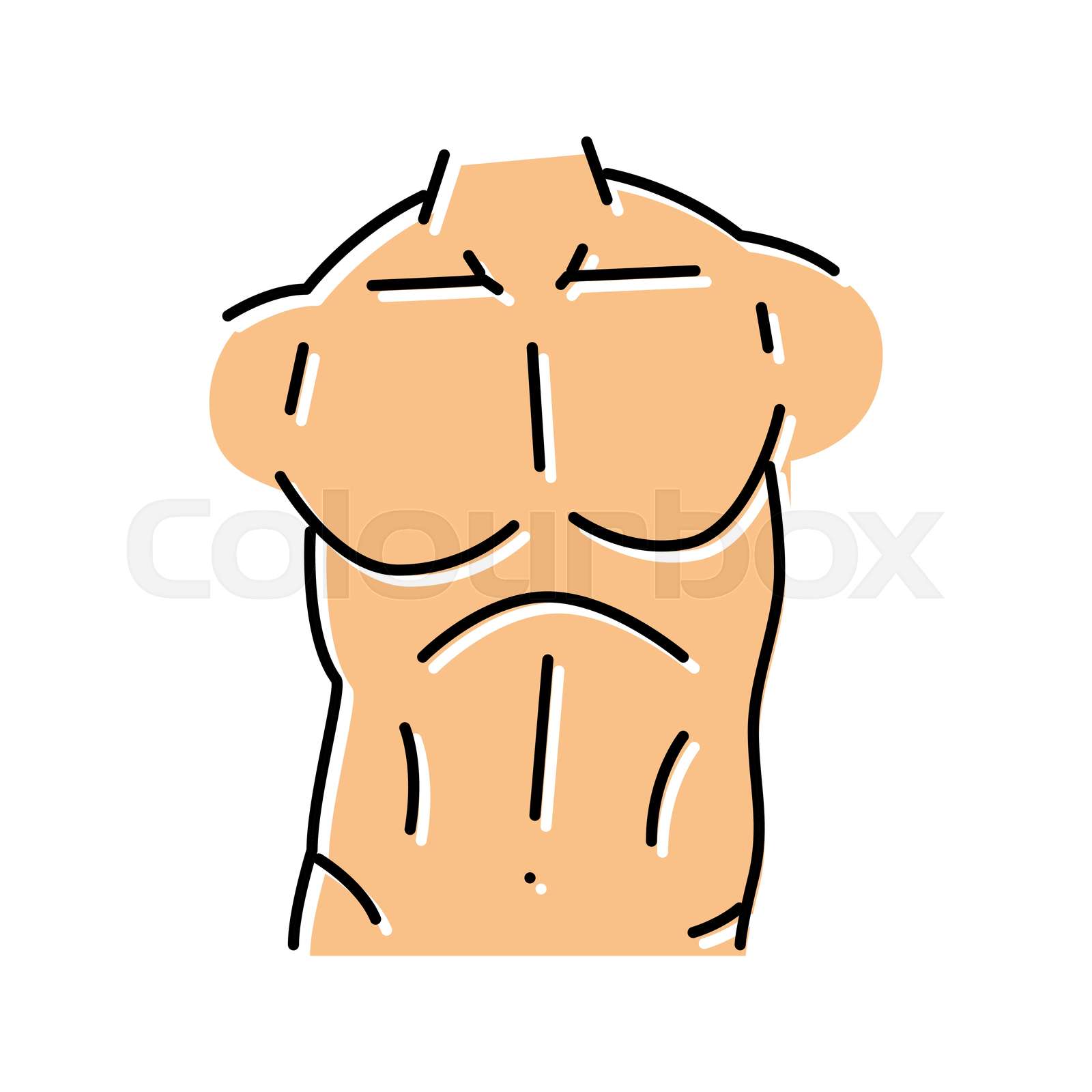 albue, torso, kroppen | Stock vektor | Colourbox