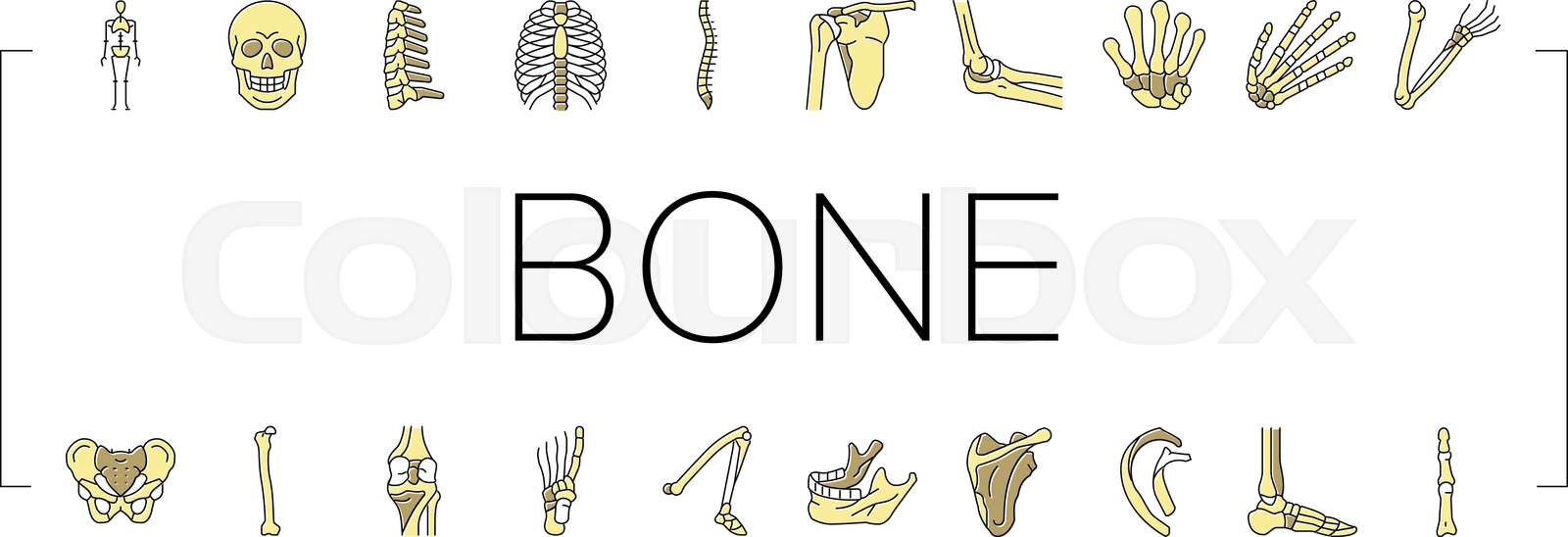 Bone Human Skeleton Structure Icons Set Vector | Stock vector | Colourbox