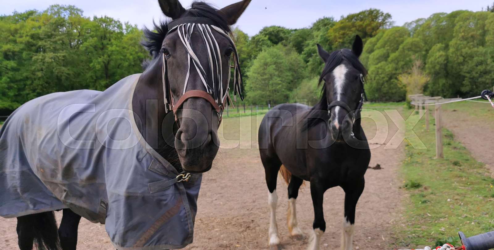 heste på fold - en hest med dækken og grime med beskyttelse mod fluer ...