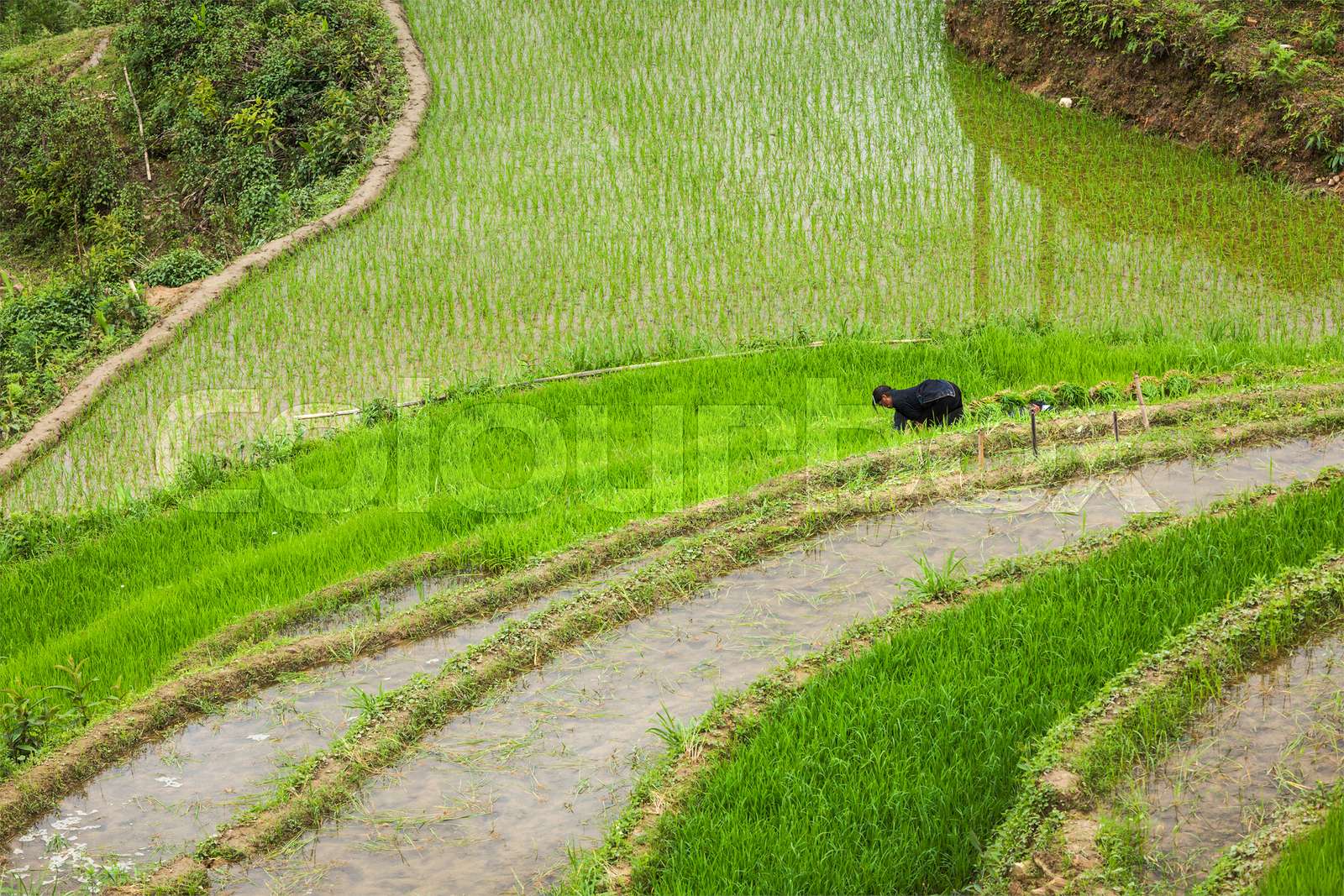 asien, landschaft, arbeit | Stock Bild | Colourbox