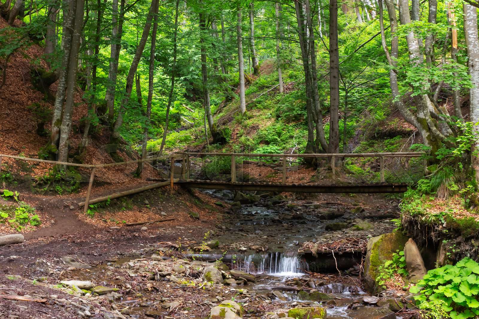 wooden bridge over the brook. beautiful nature scenery in the forest of ...