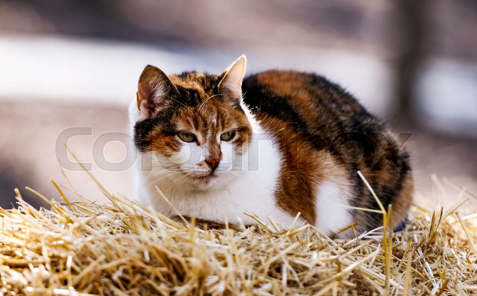 Three colors cat | Stock image | Colourbox