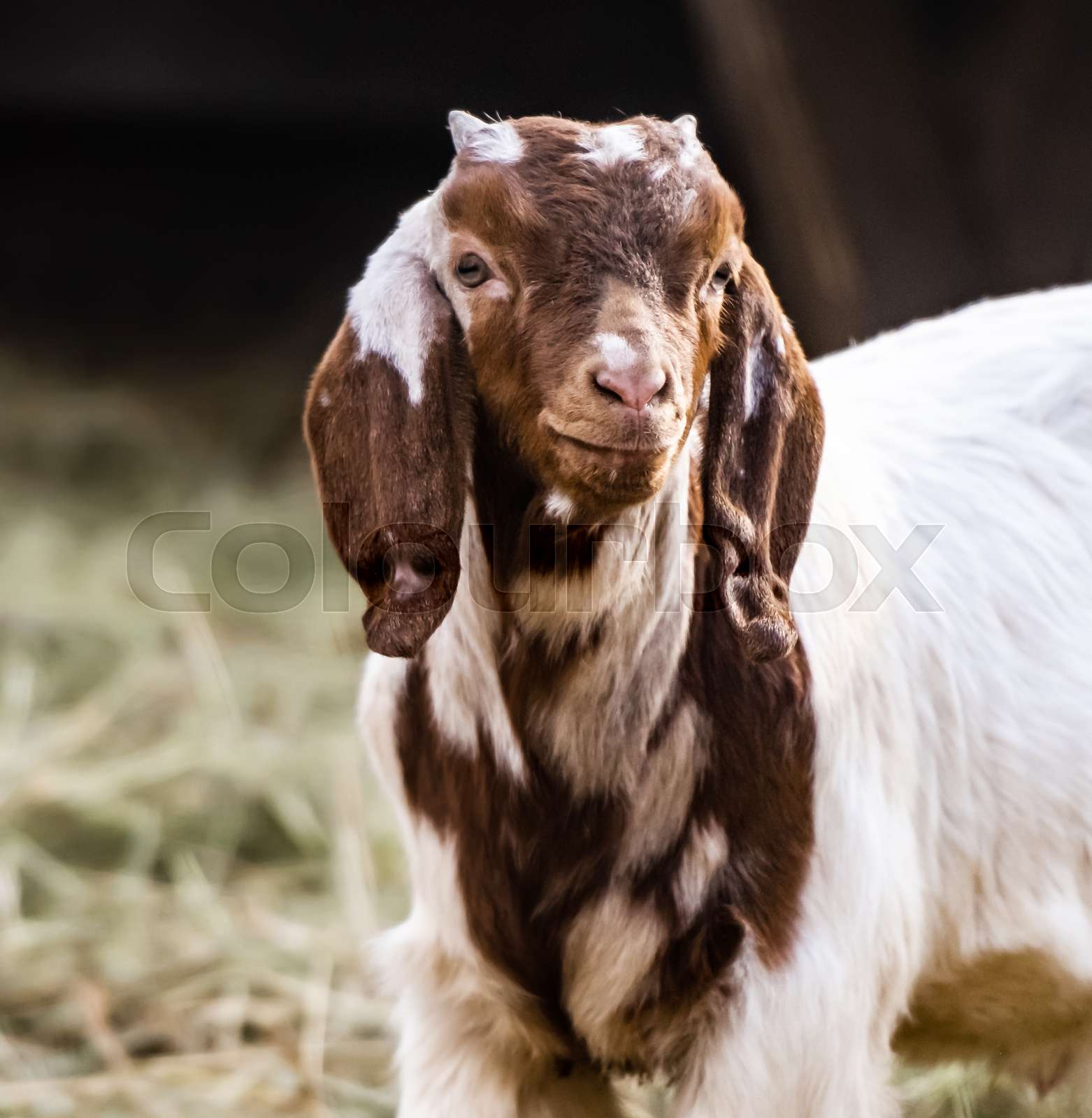 Buer goat on the nature | Stock image | Colourbox