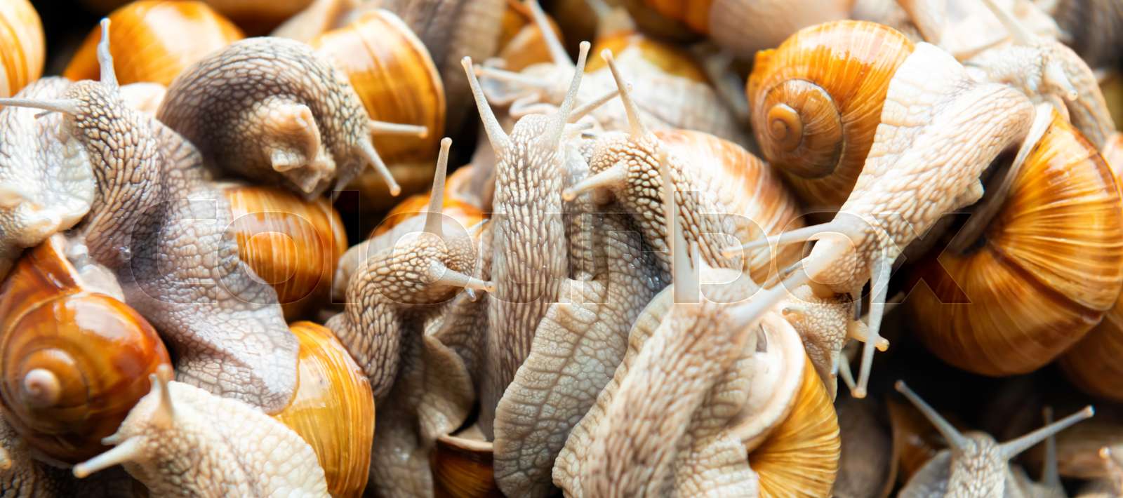 Many snails on snail farm | Stock image | Colourbox