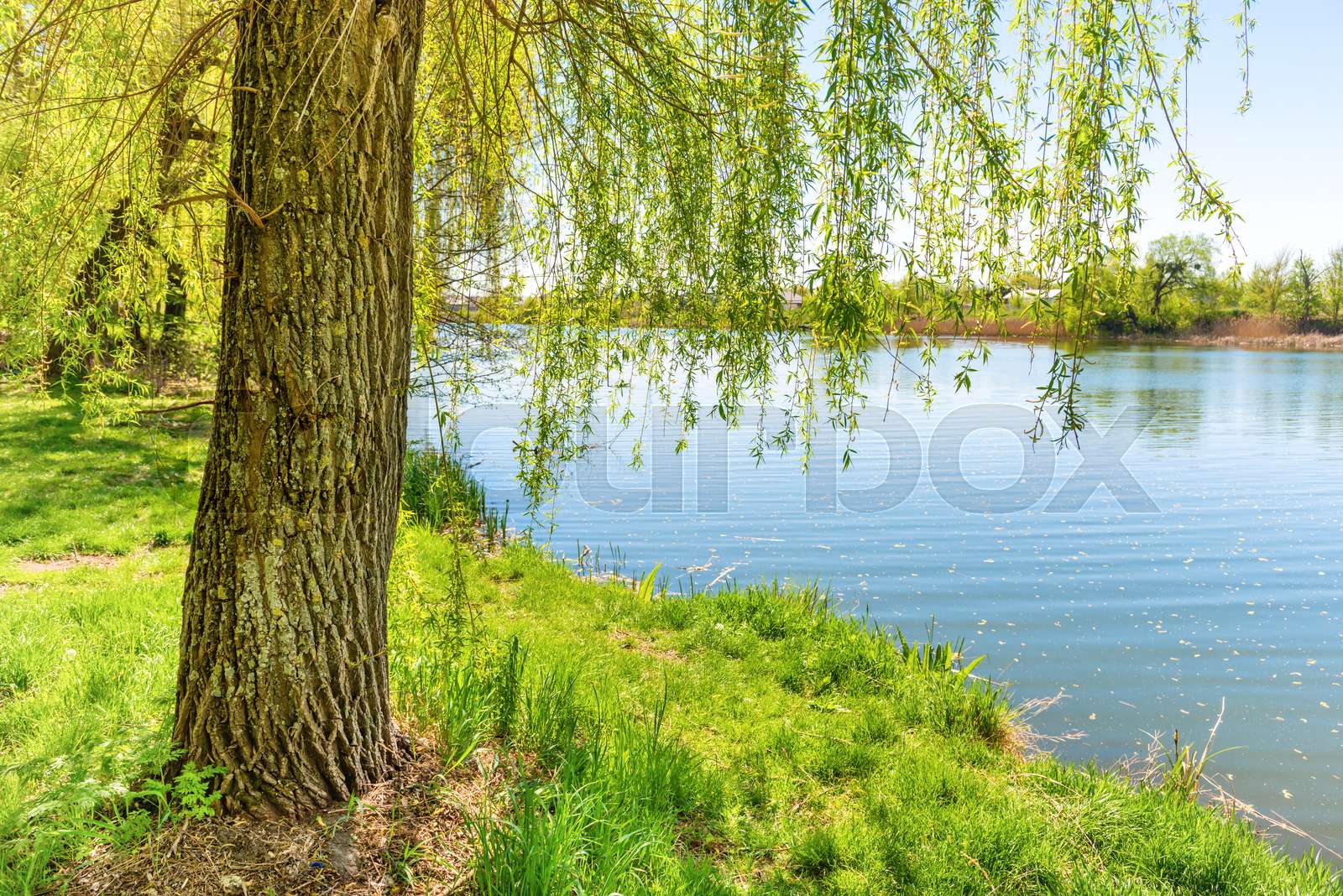Big tree at river with blue water | Stock image | Colourbox