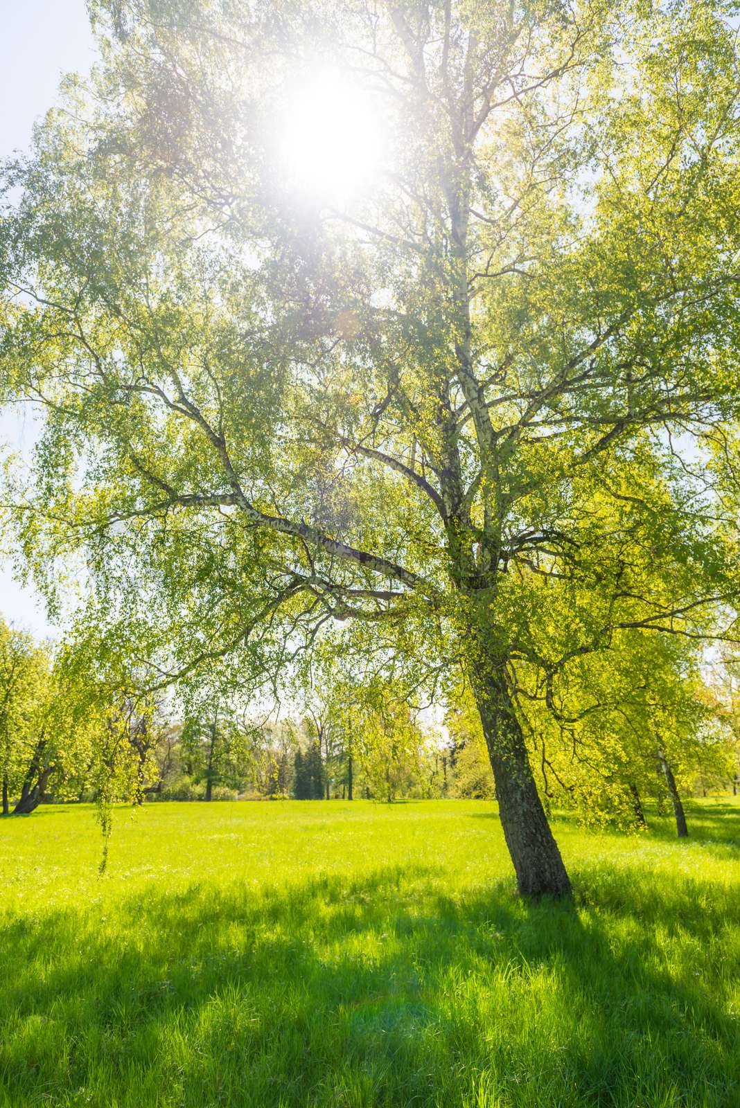 Green trees in park and blue sky | Stock image | Colourbox