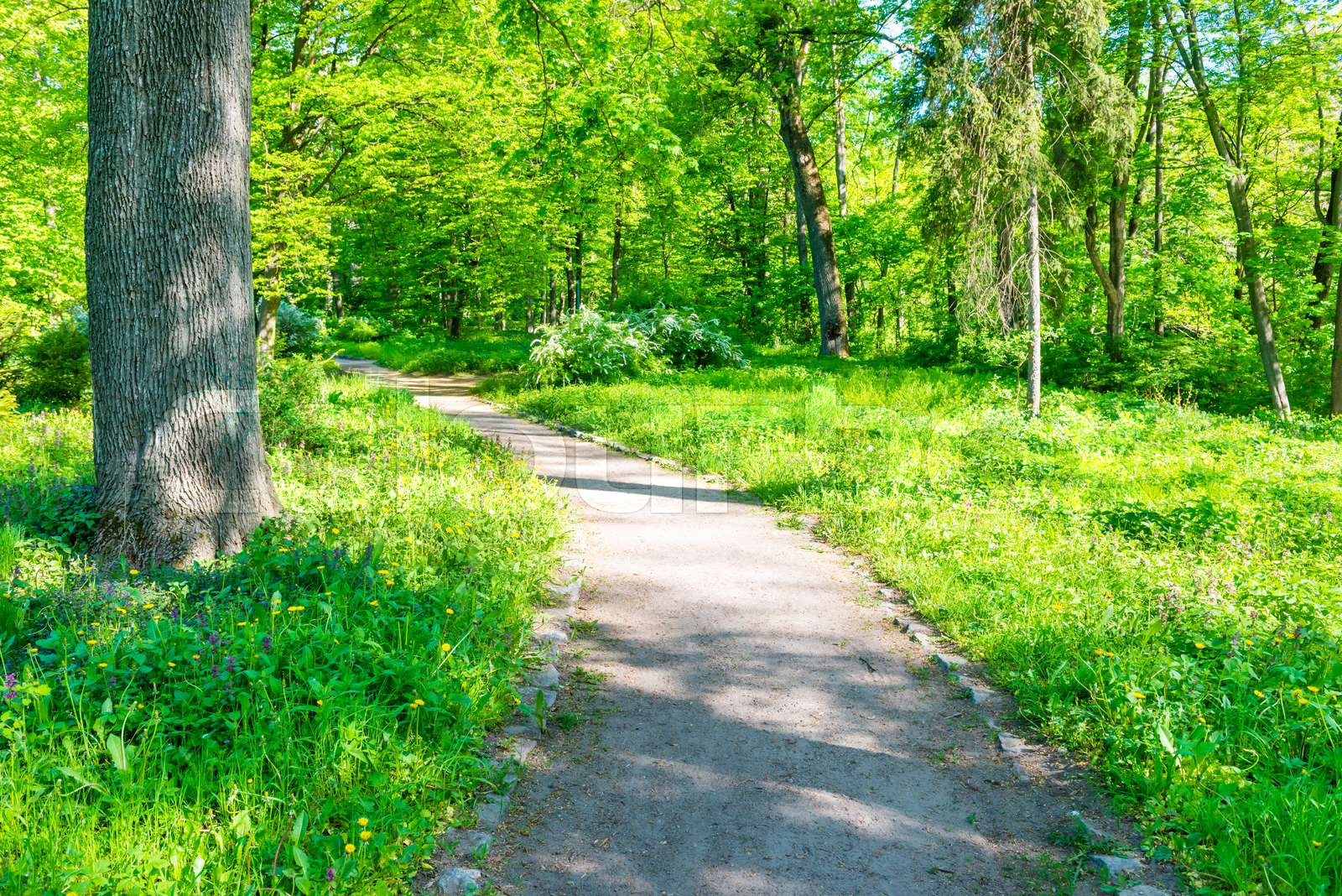 Park and path with green trees | Stock image | Colourbox