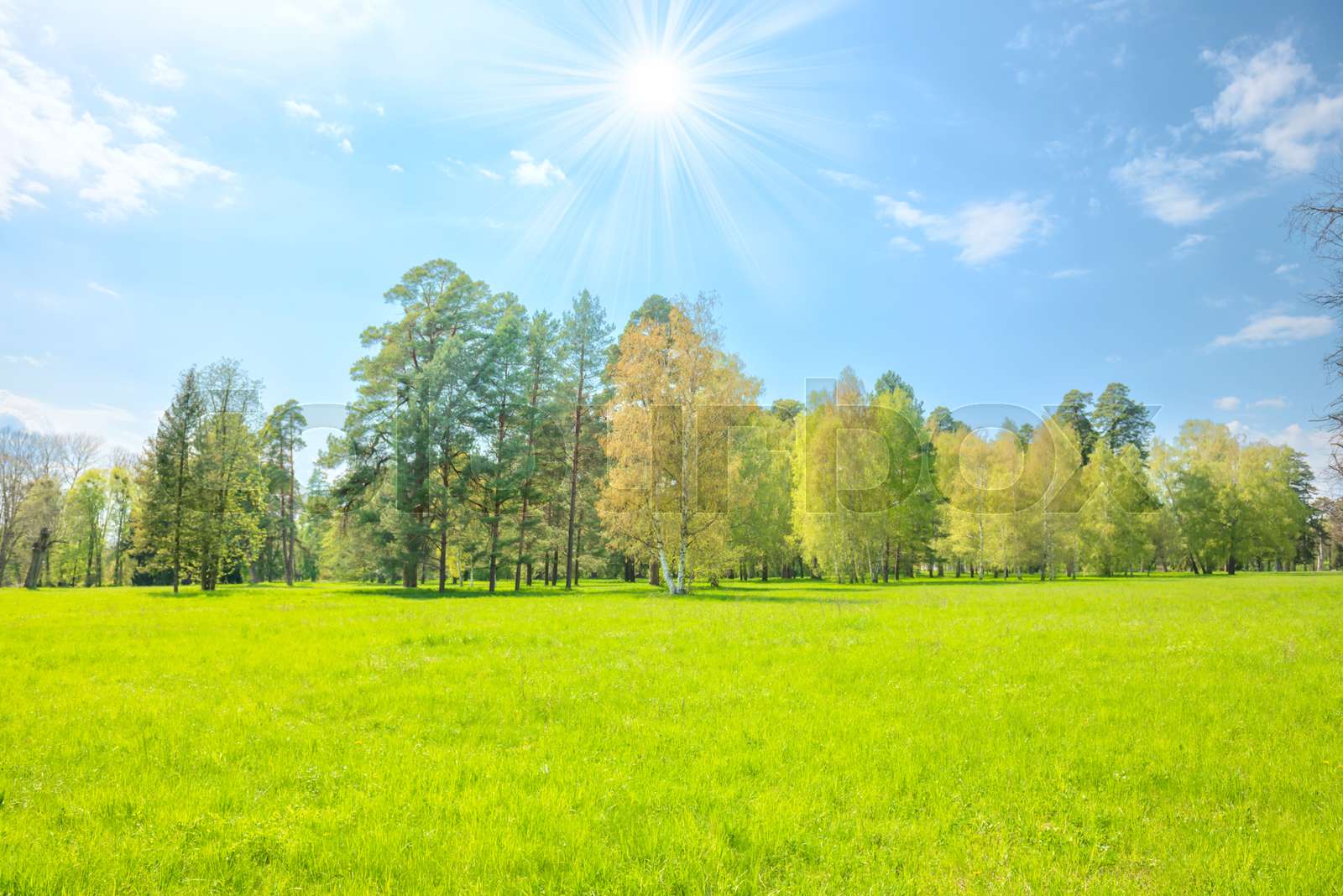 Green park forest with green trees | Stock image | Colourbox
