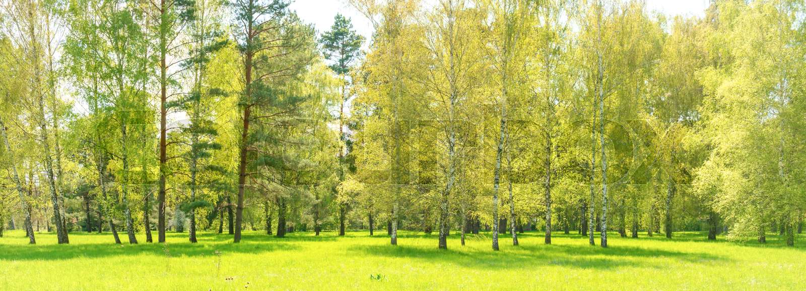 Green park forest with green trees | Stock image | Colourbox