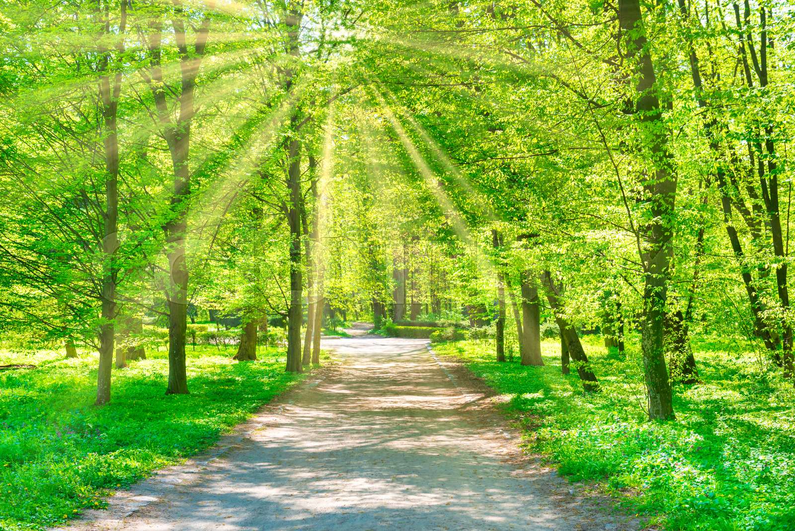Green forest with spring trees | Stock image | Colourbox