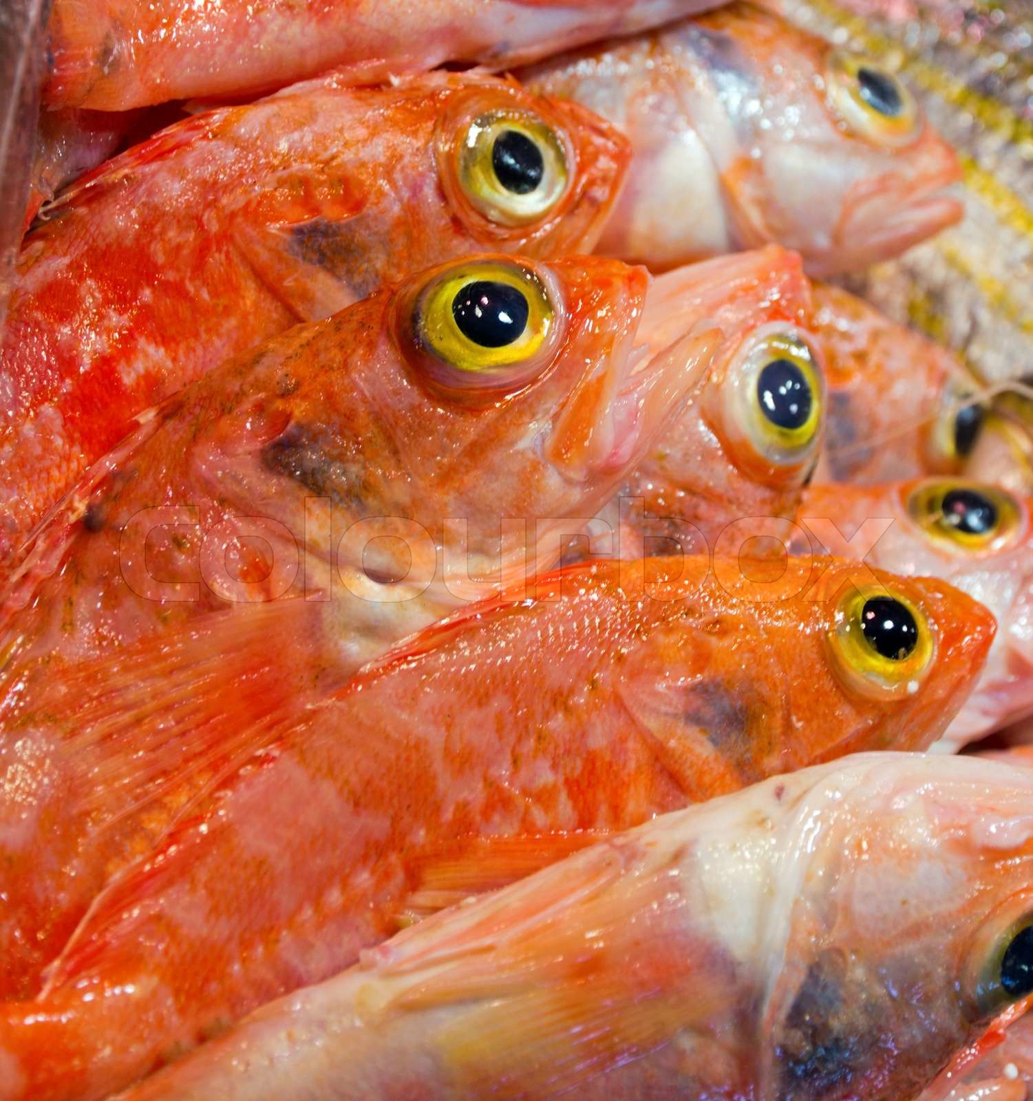 fish yellow eye | Stock image | Colourbox