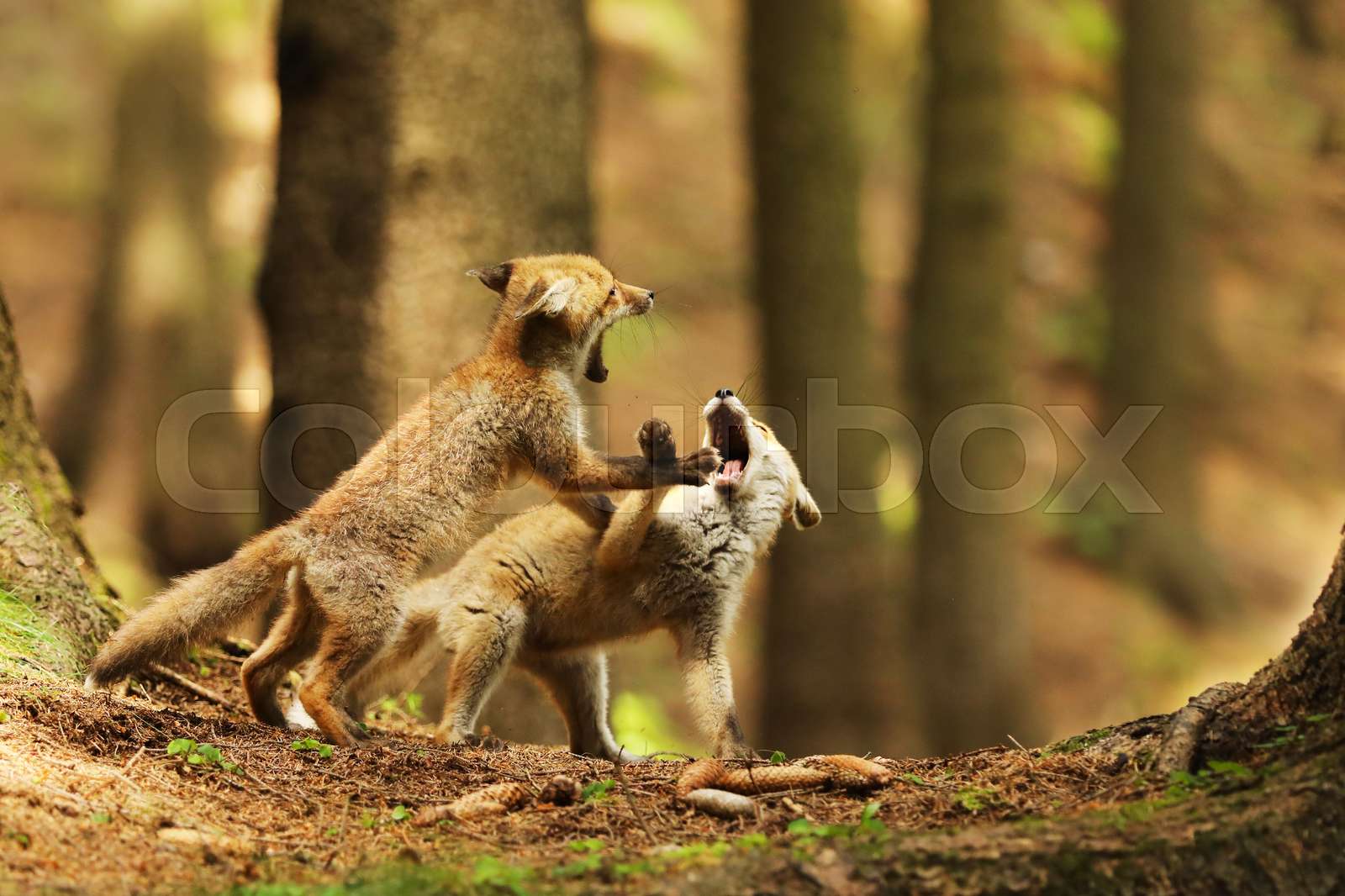 Cubes of red fox trying to fight each other - Vulpes vulpes | Stock ...