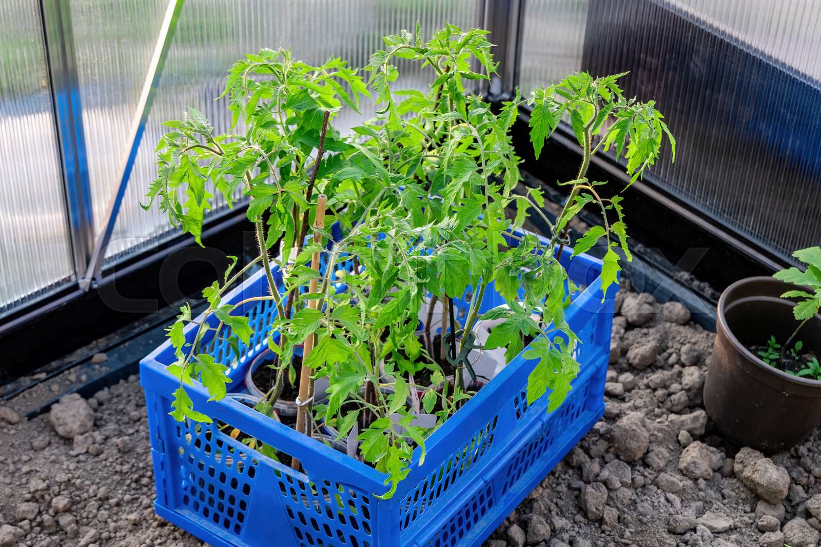 Box with tomato seedlings in a greenhouse | Stock image | Colourbox
