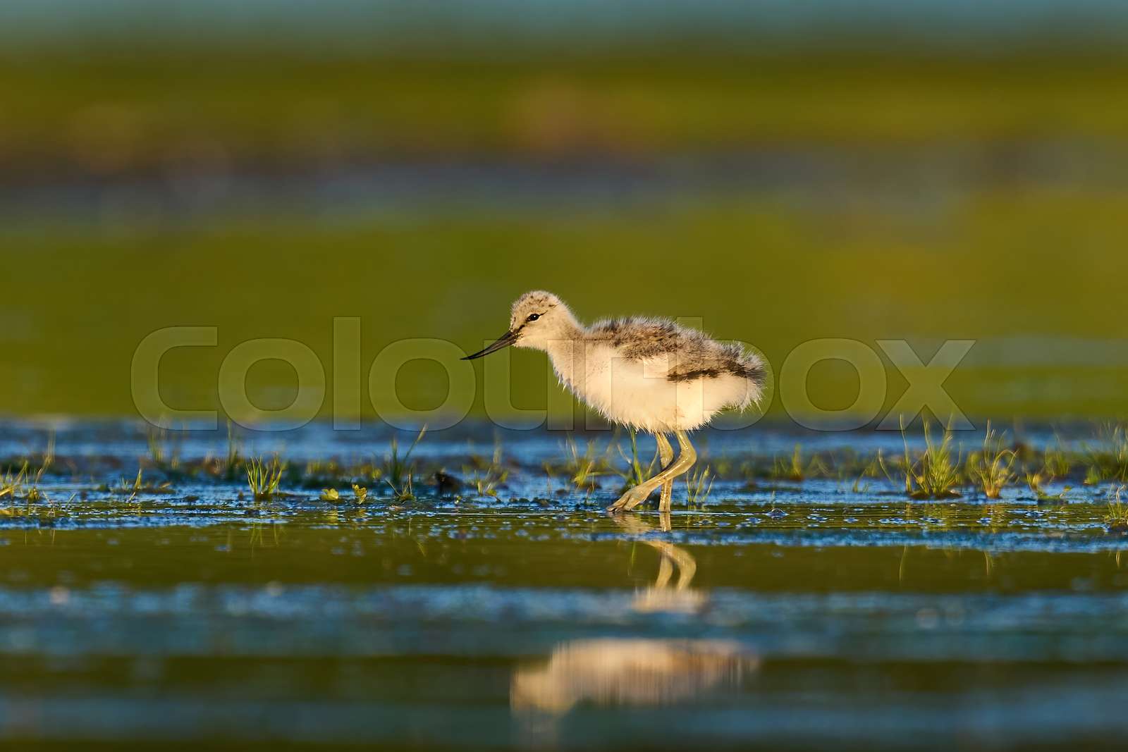 Pied avocet (Recurvirostra avosetta) chick | Stock image | Colourbox