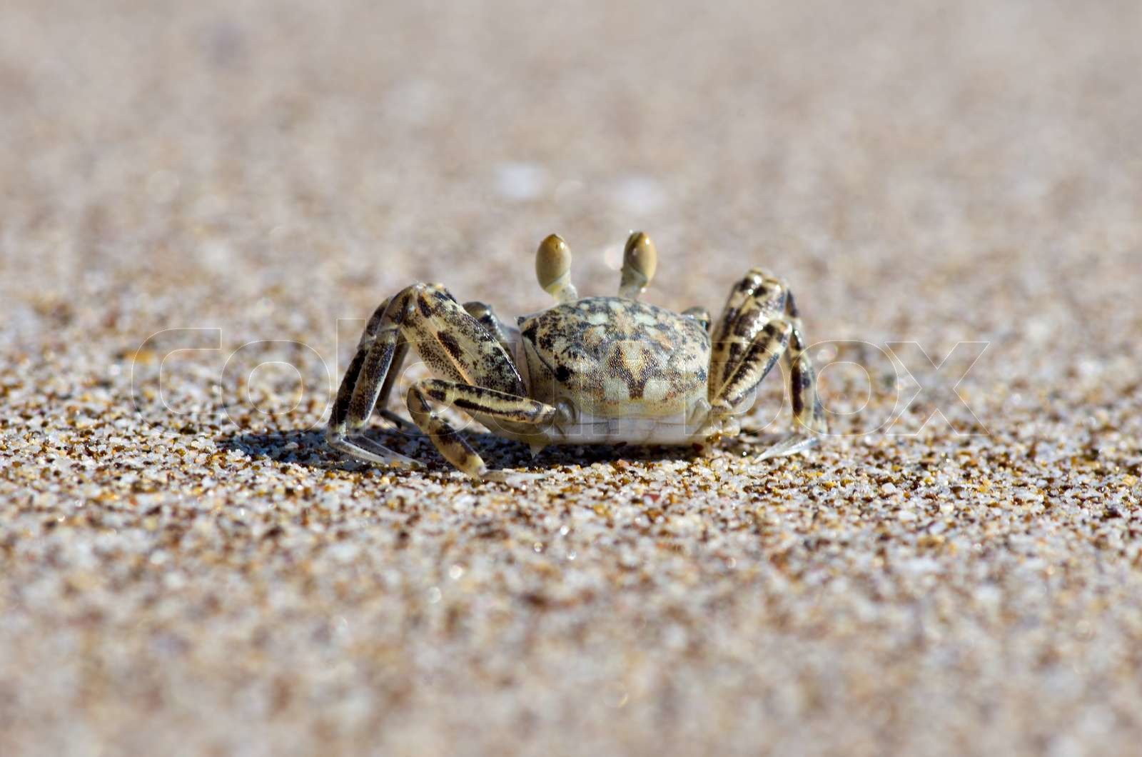 Krabbe | Stock Bild | Colourbox