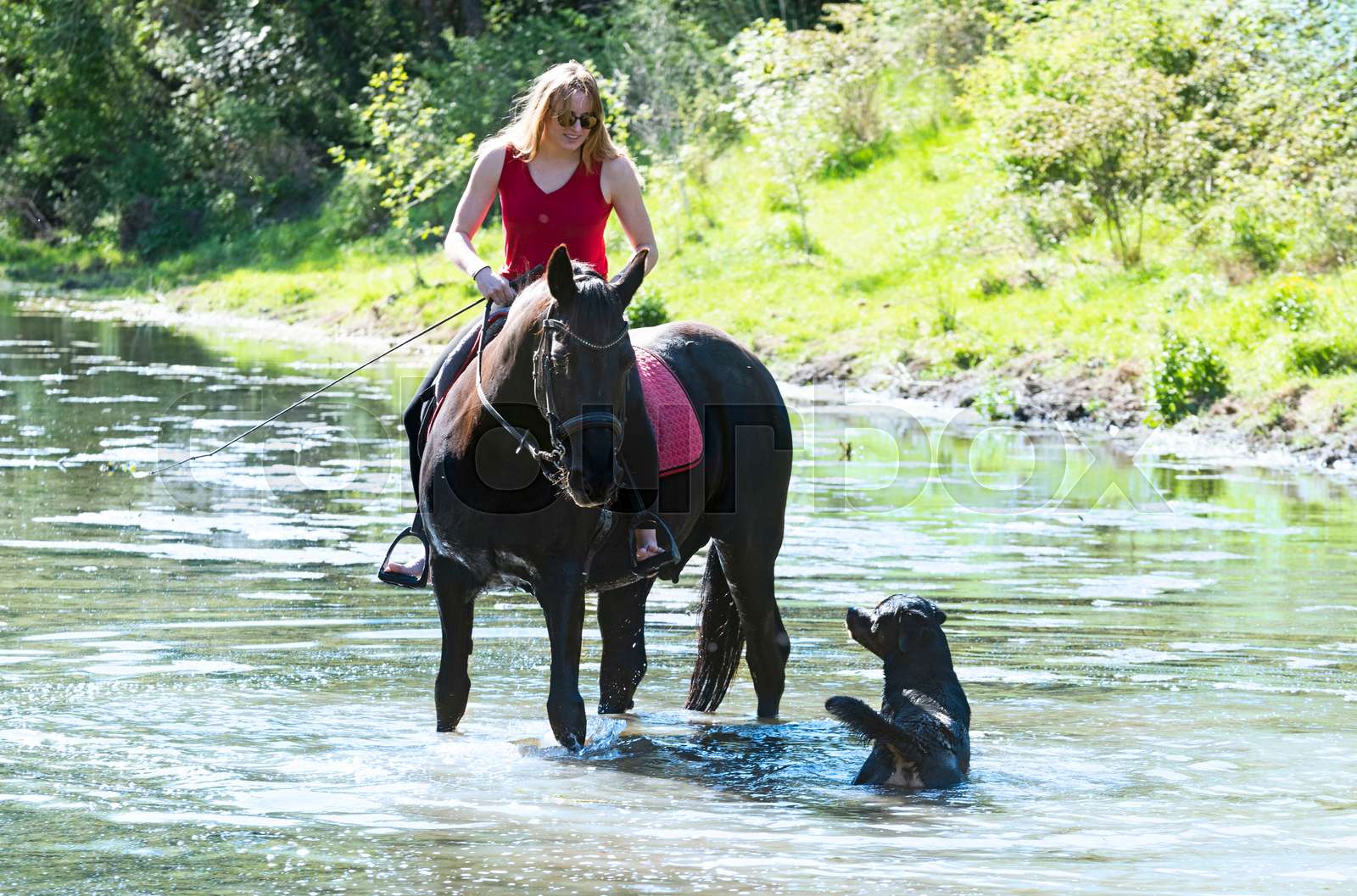 riding girl, dog and horse in river | Stock image | Colourbox