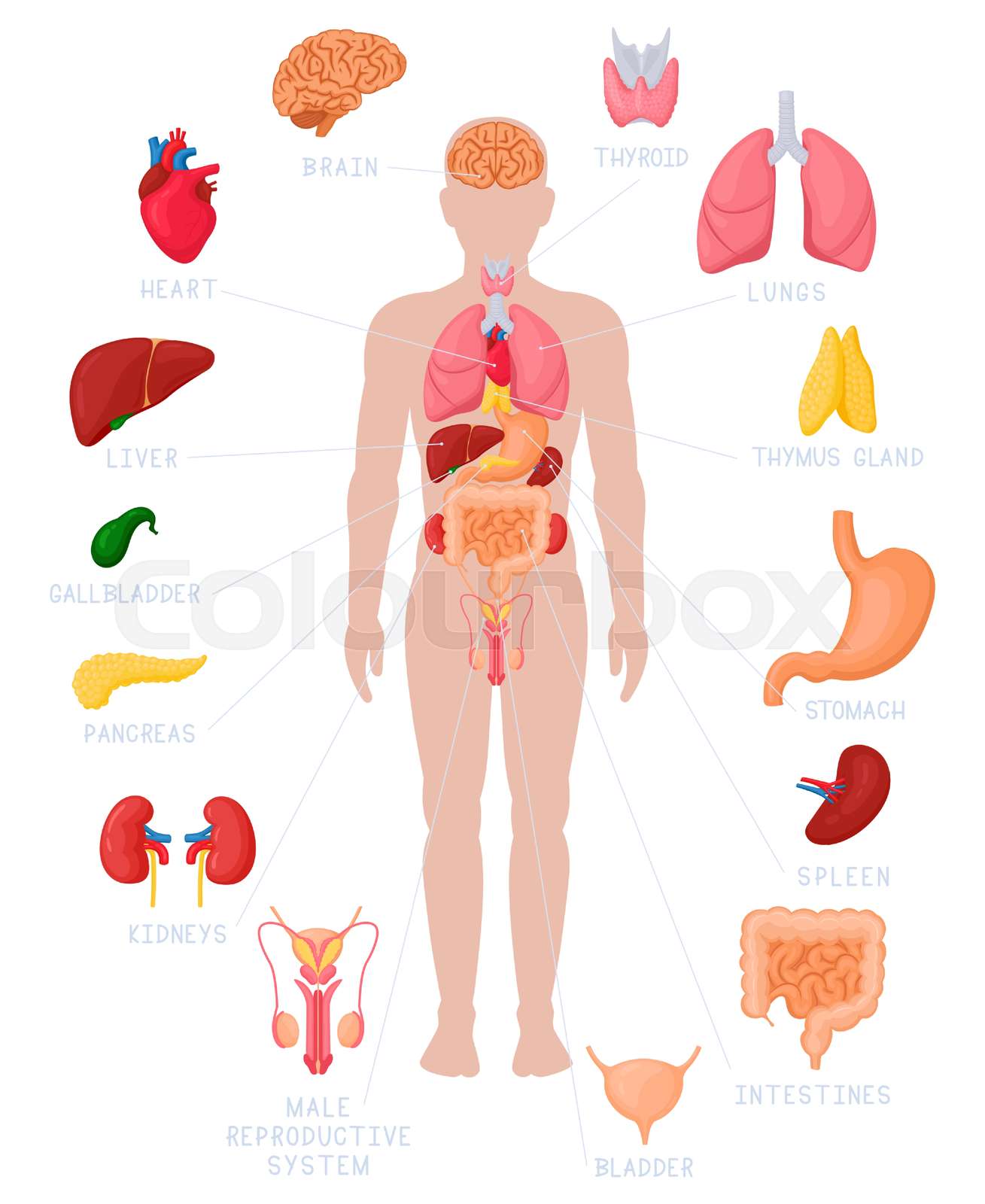Human anatomy infographic. Anatomical internal organs names and location, kidneys, heart and ...